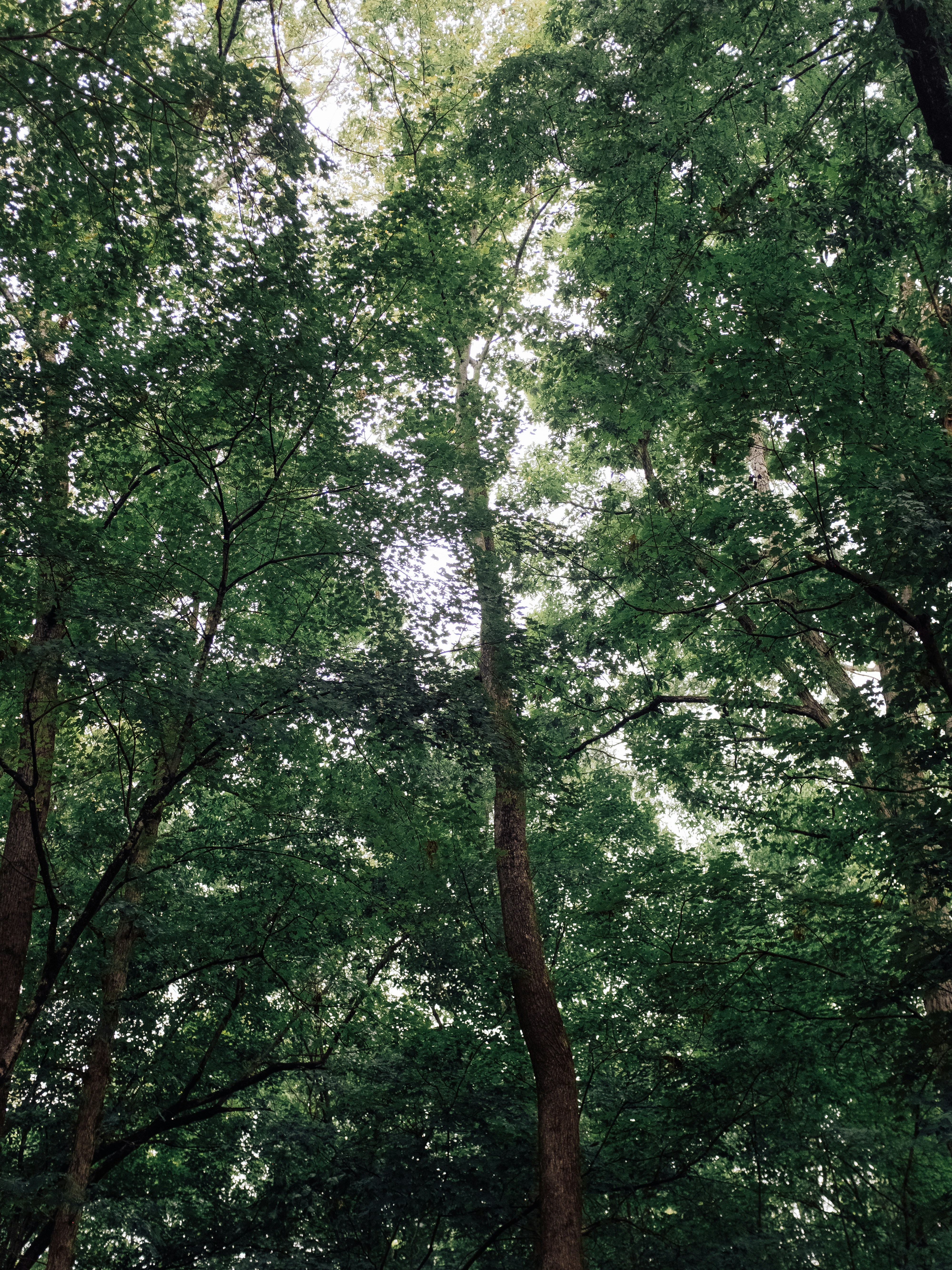 Sun-dappled treetop canopy fills the frame with lush green leaves and slim trunks, creating a vertical forest view.