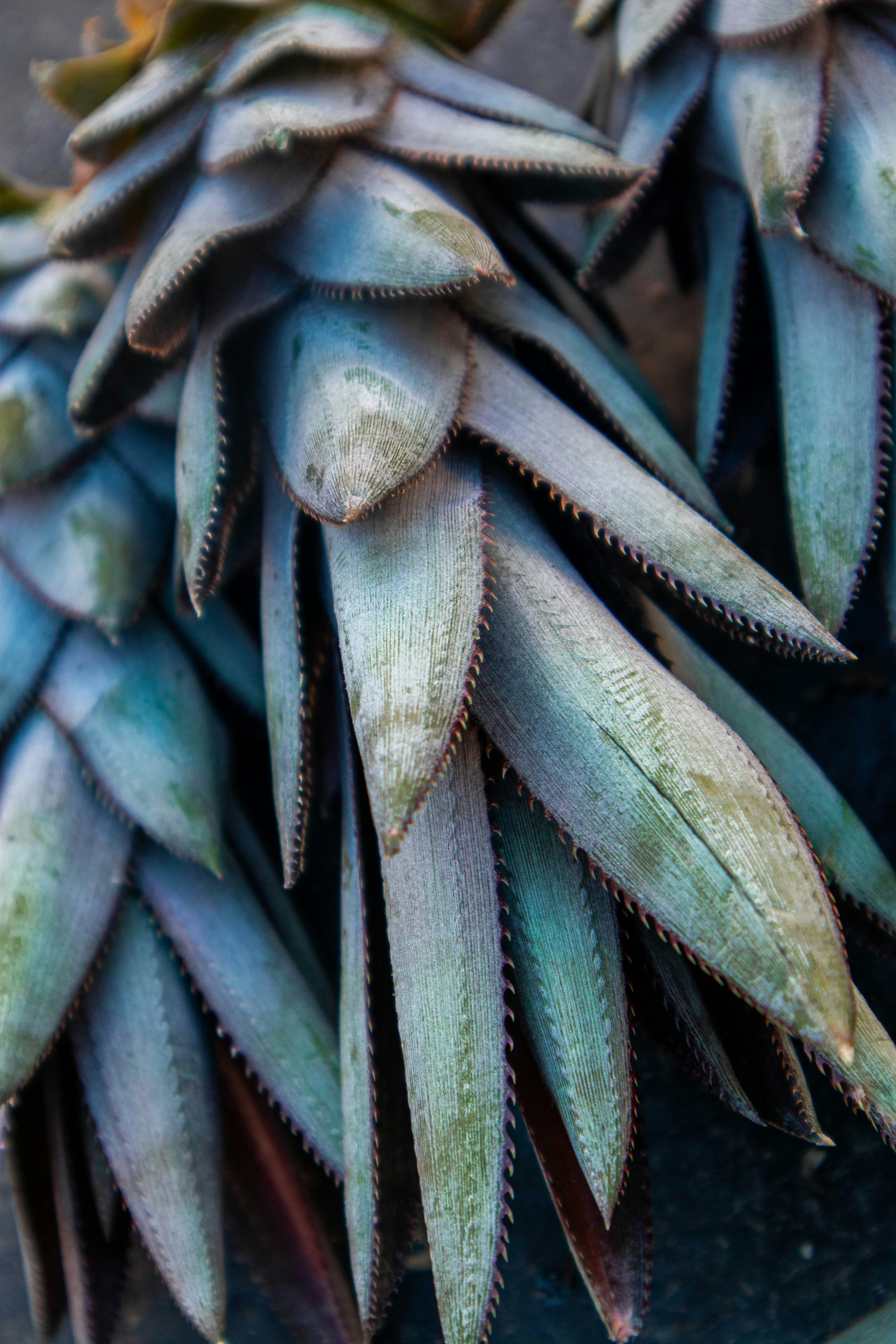 Blue-tinged Succulent Tangles: A Macro Study in Texture
