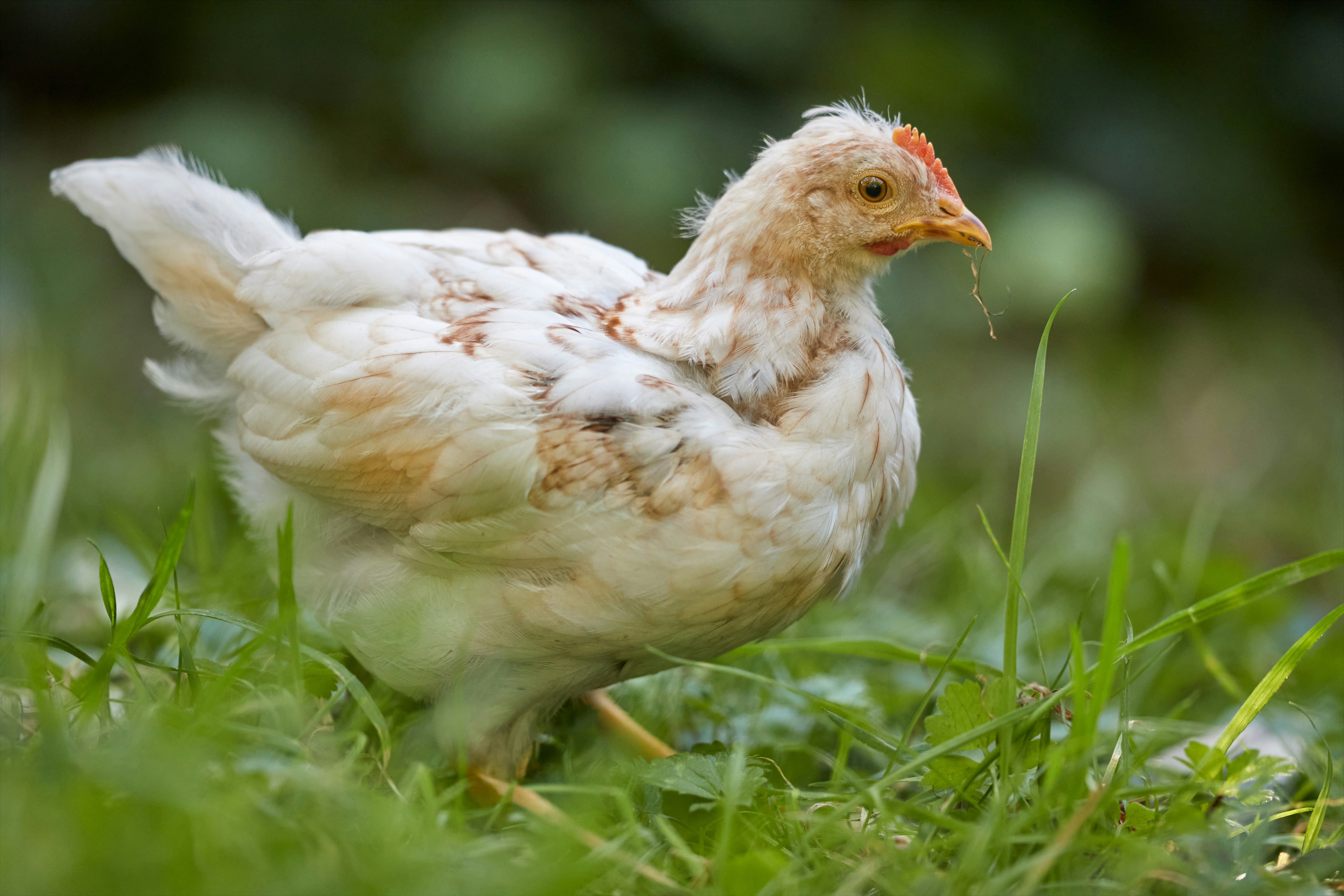 Chick in Fresh Grass: A Cream-Feathered Forager with a Cupid-Beak Moment
