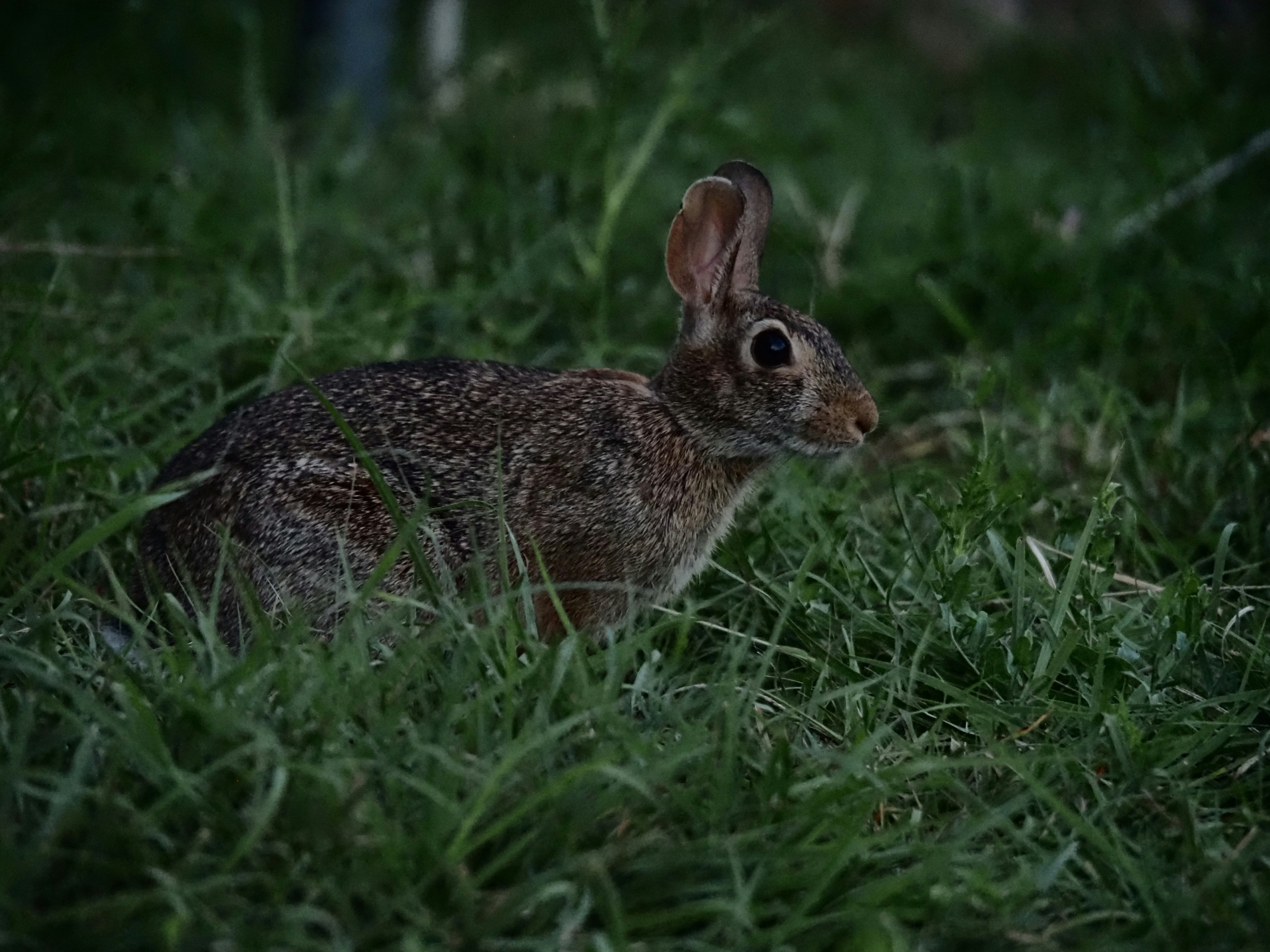 Stealth Meadow: A wary rabbit pauses in dim grass