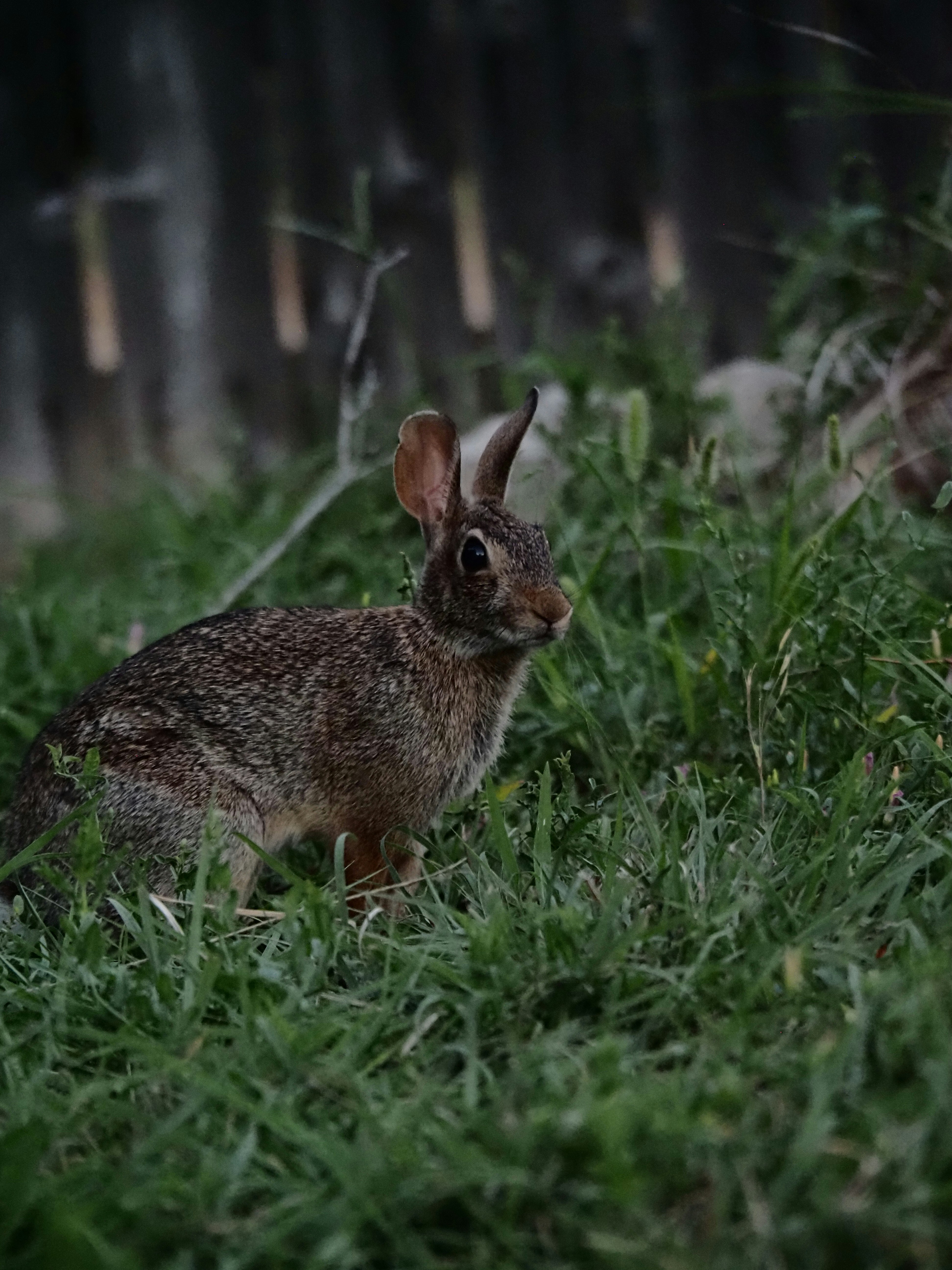 Midfield Rabbit Patrol: A Quiet Cottontail in Dusk-Green Grass