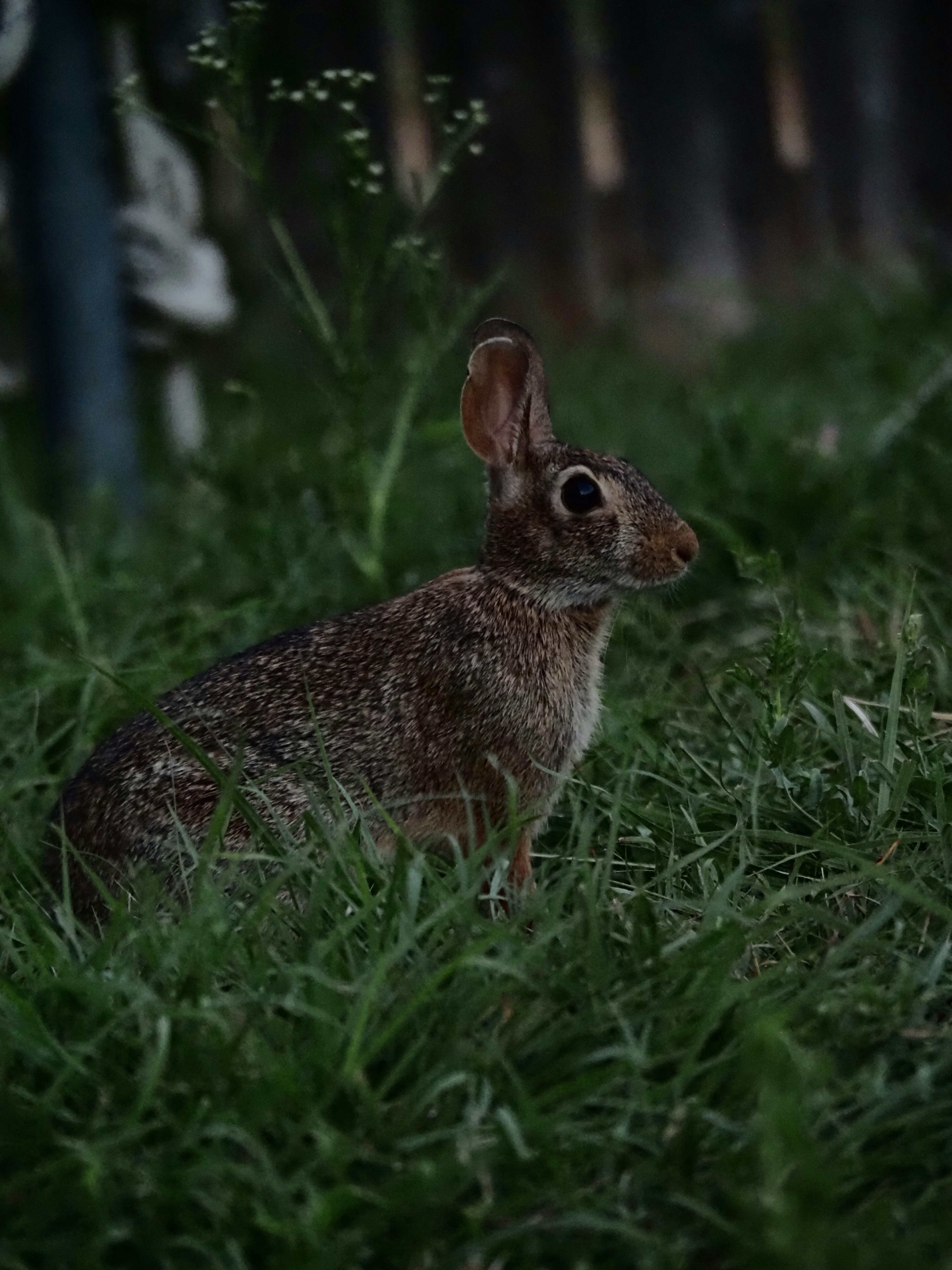 Low Night Stare: A Meadow Rabbit Amid Quiet Grasses