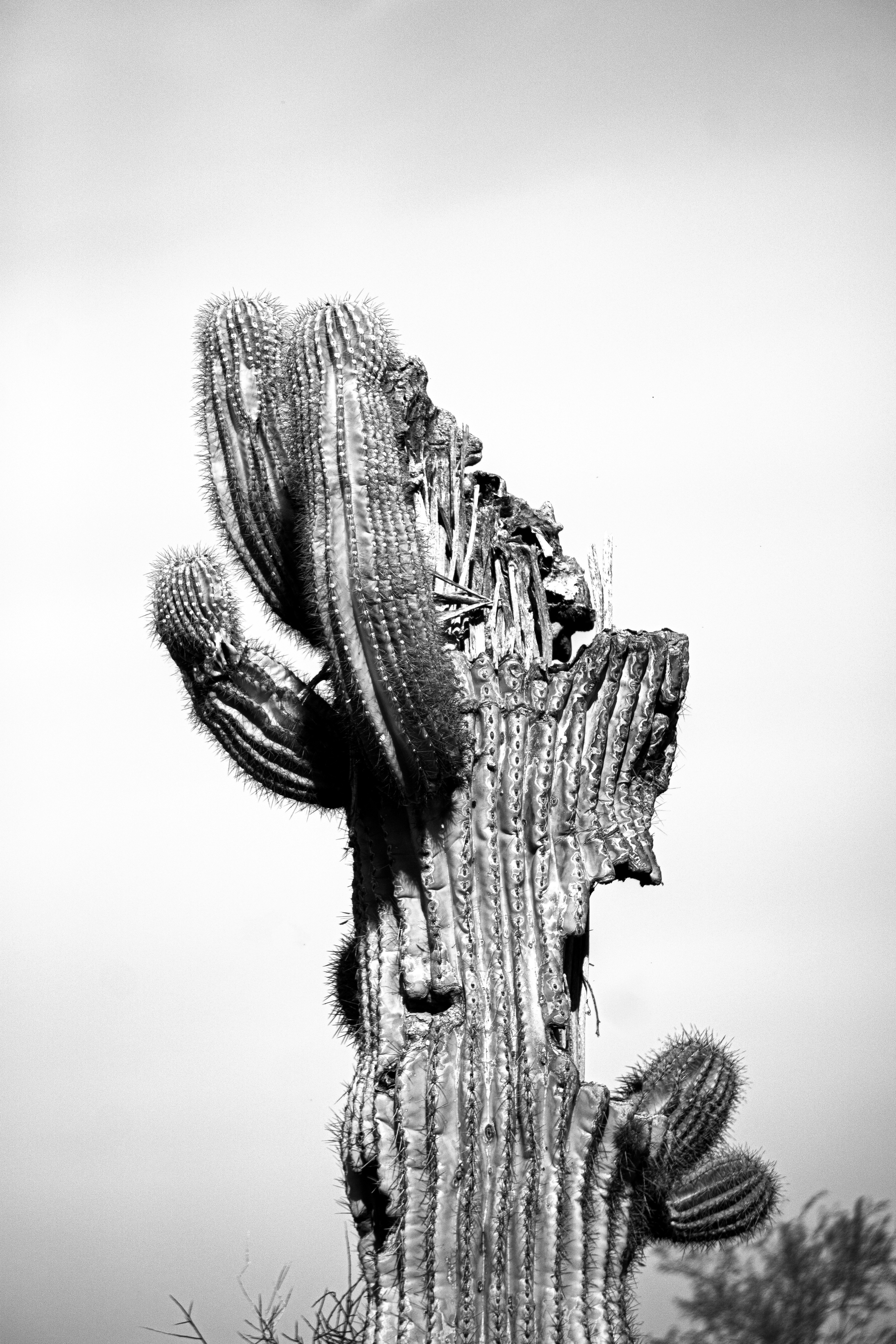 Cactus Sentinel Monolith in Monochrome Spires
