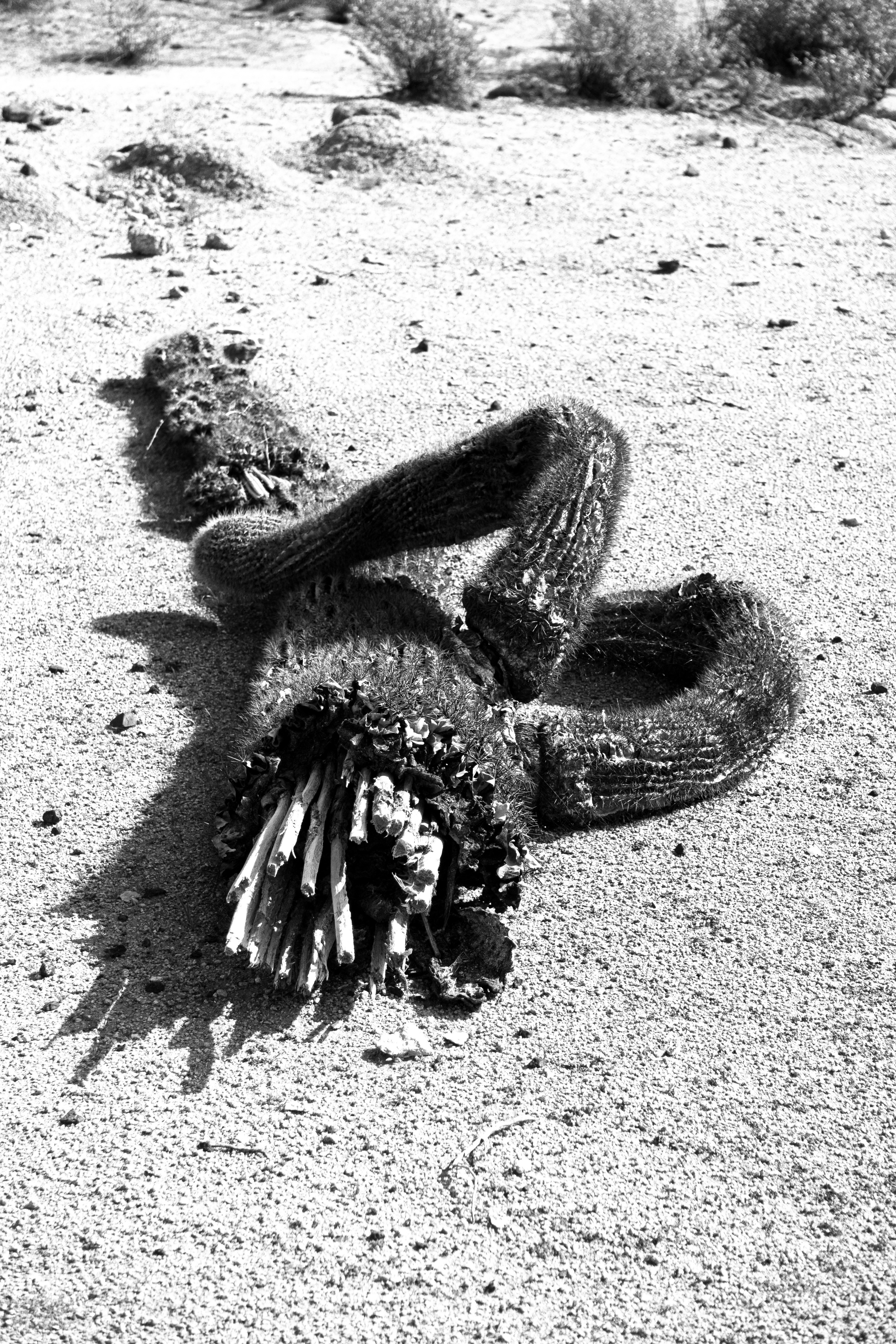 Deserted Wreath: Tattered Seaweed and Shells on Dune