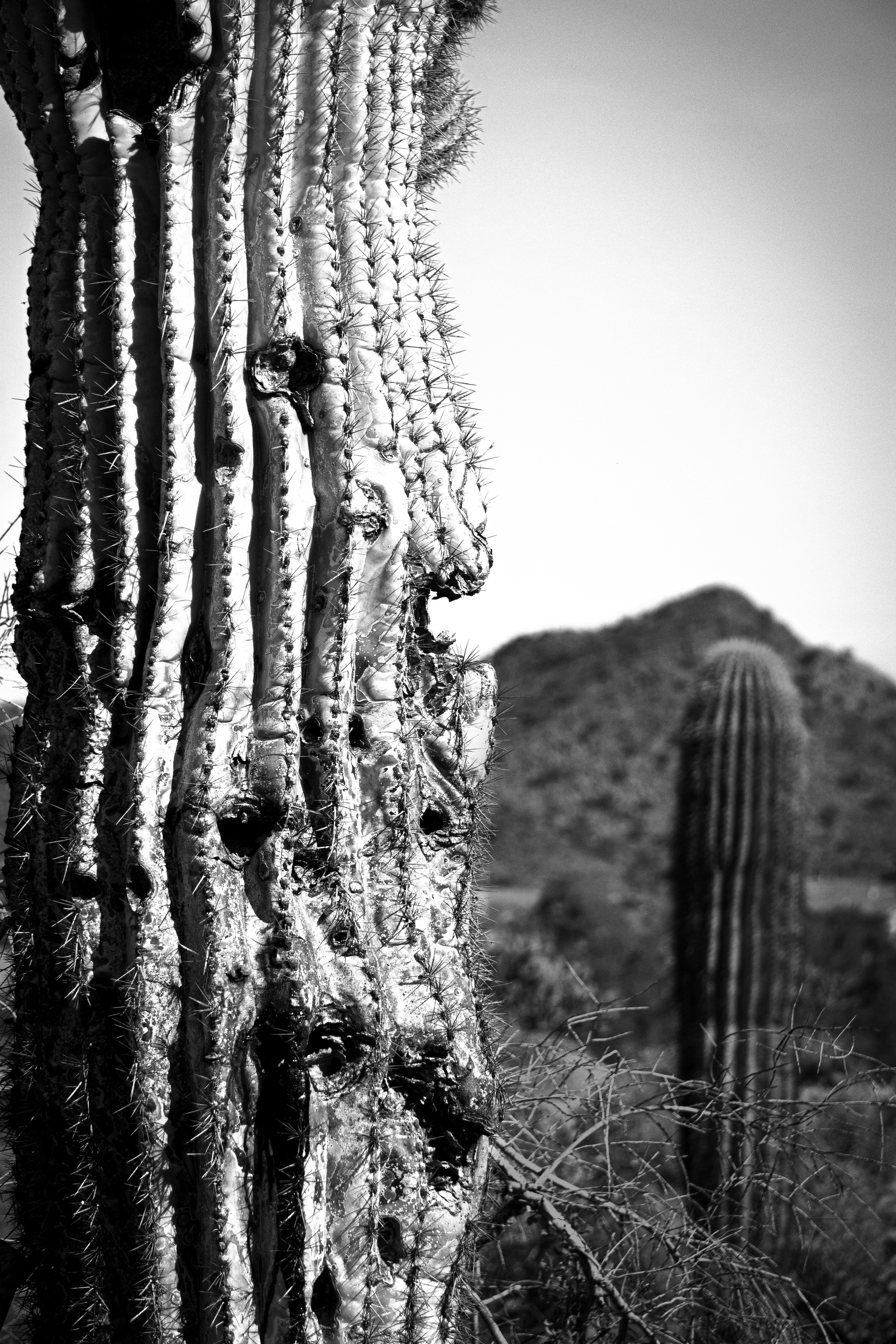 Sculpted spines: a desert cactus forest in monochrome
