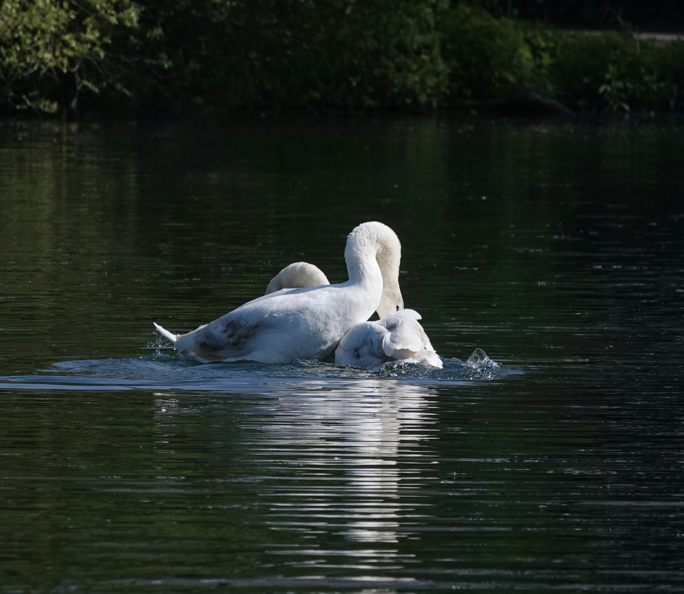 Serene Swan Trio on Mirror-Hued Water