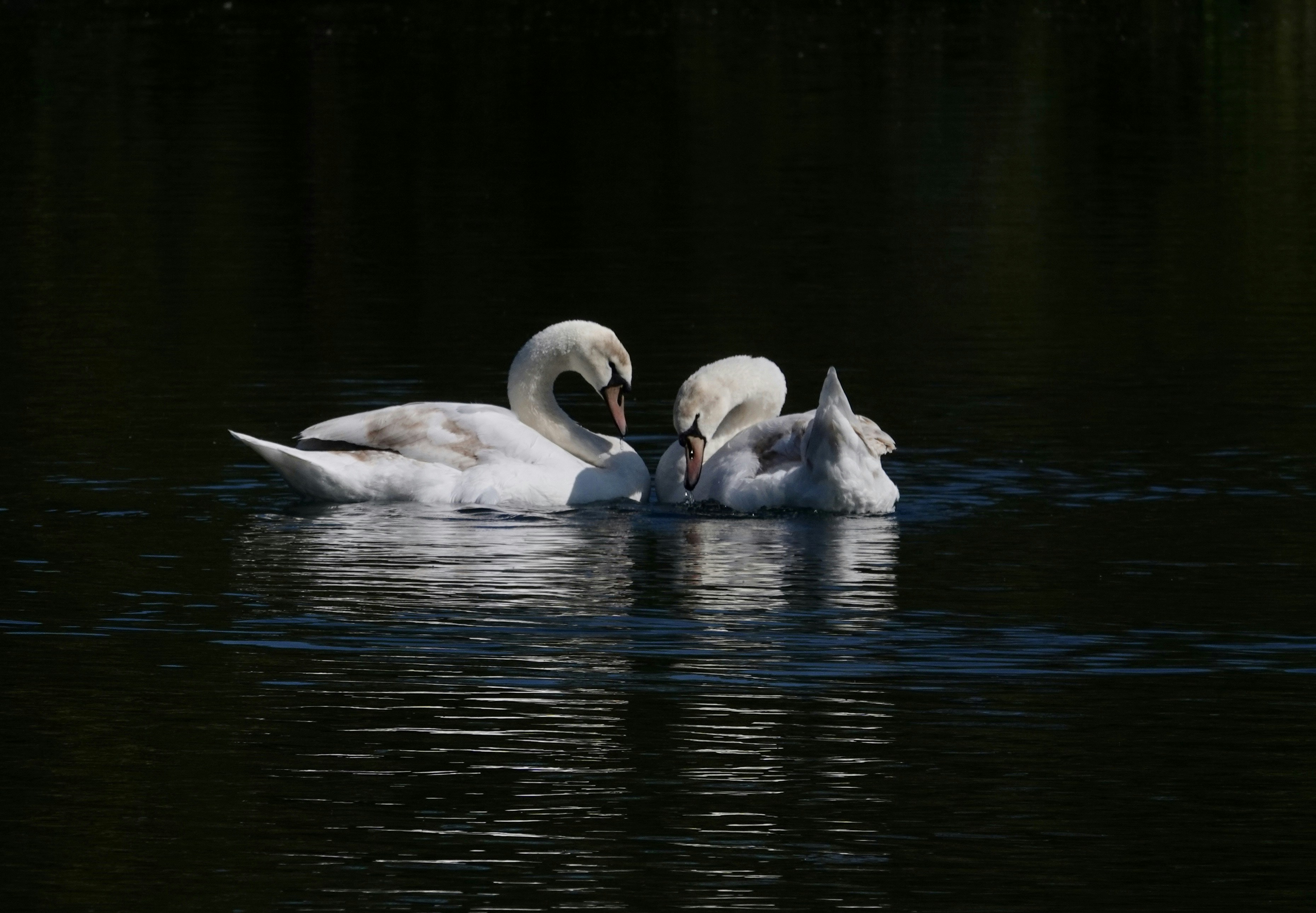 Twin Swans at Dusk: Gentle Communion on Quiet Waters