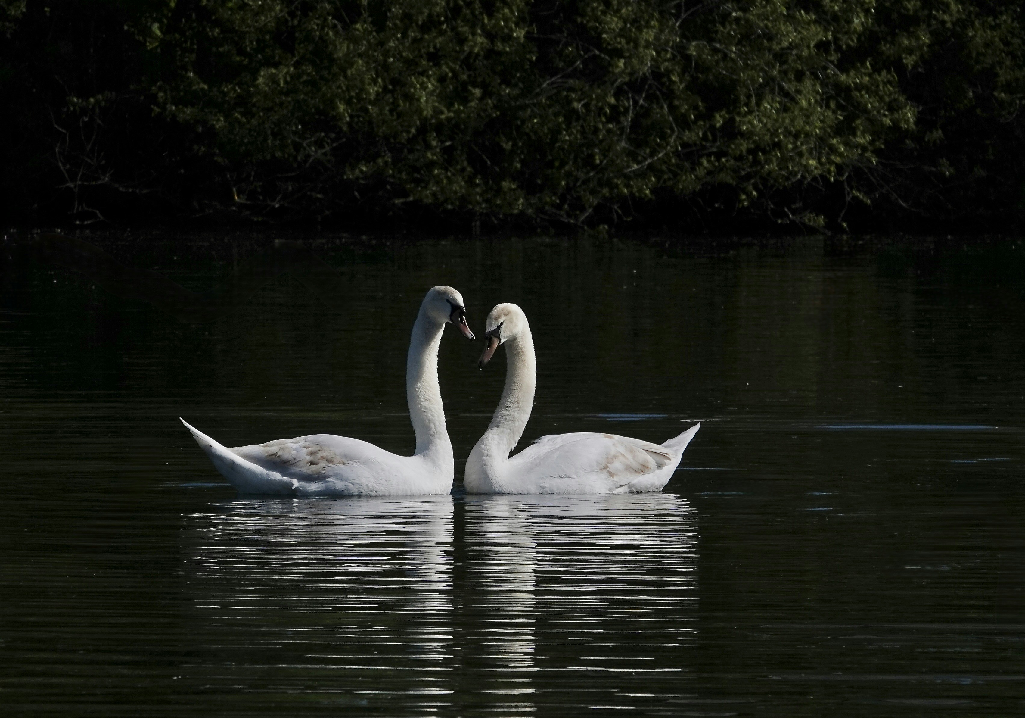 Twin Swan Reverie on Calm Water