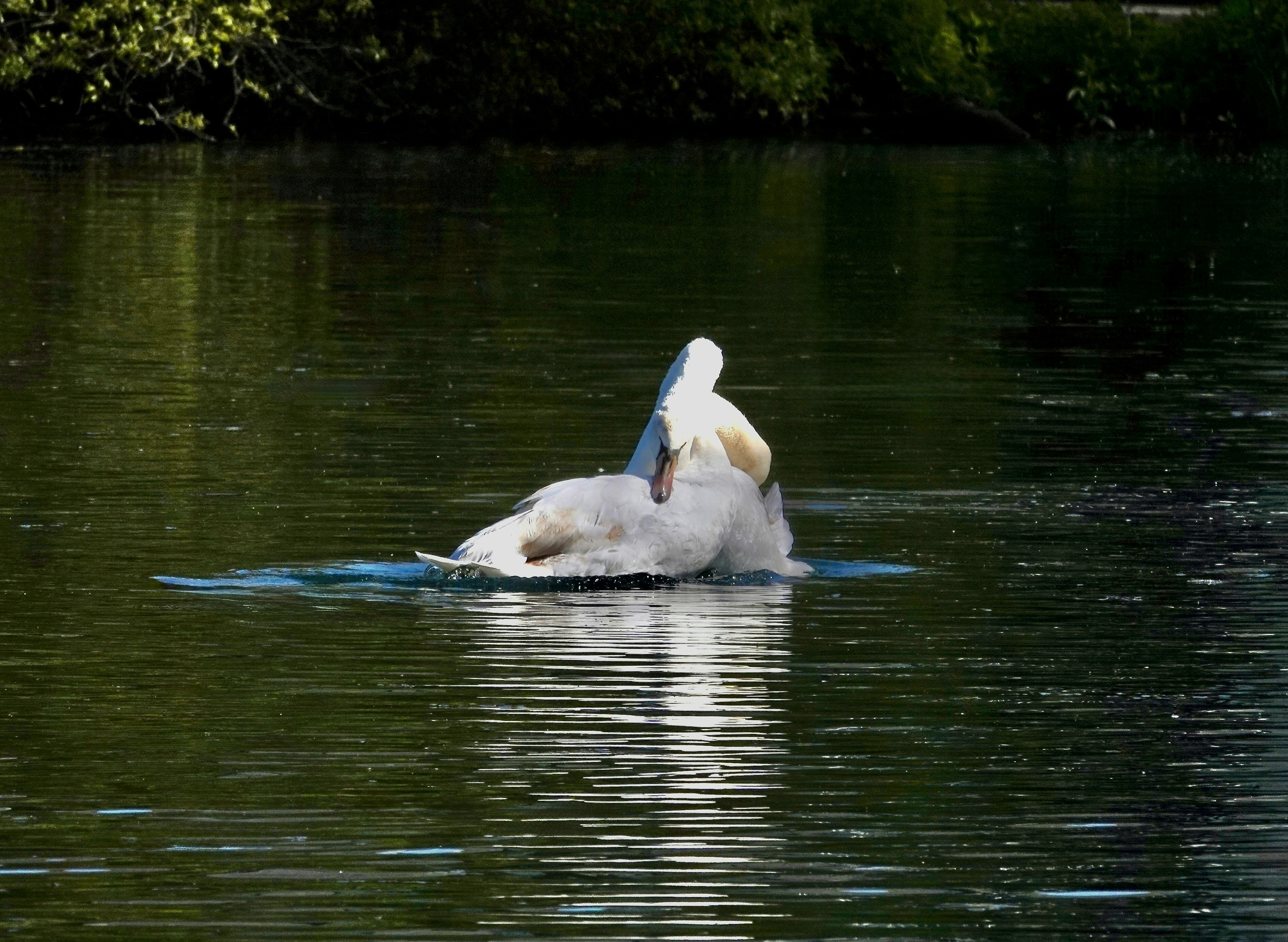 A lone swan rests in tranquil waters, mirrored by a dappled bank