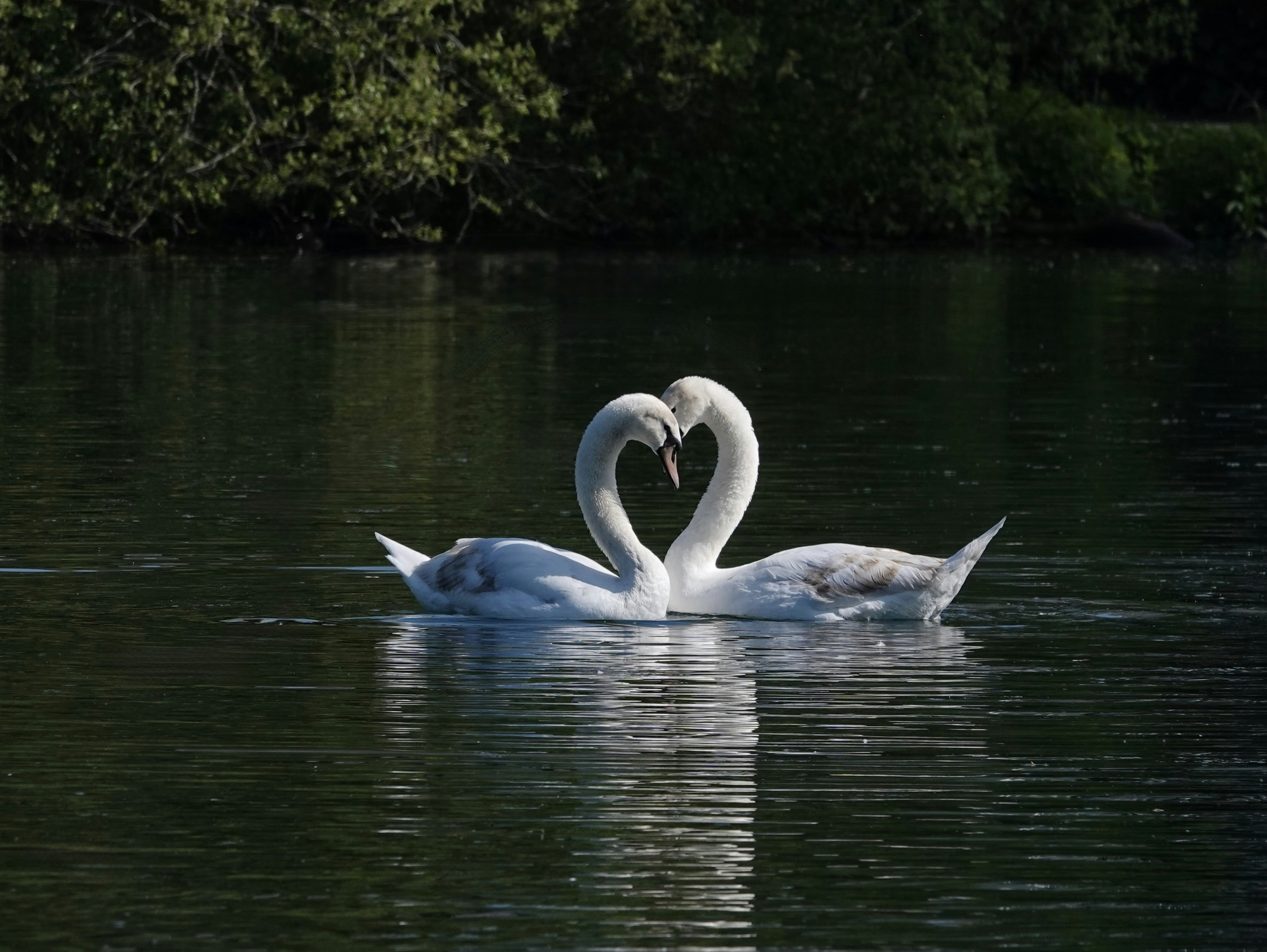 Two swans form a heart-like embrace on a calm lake at dusk