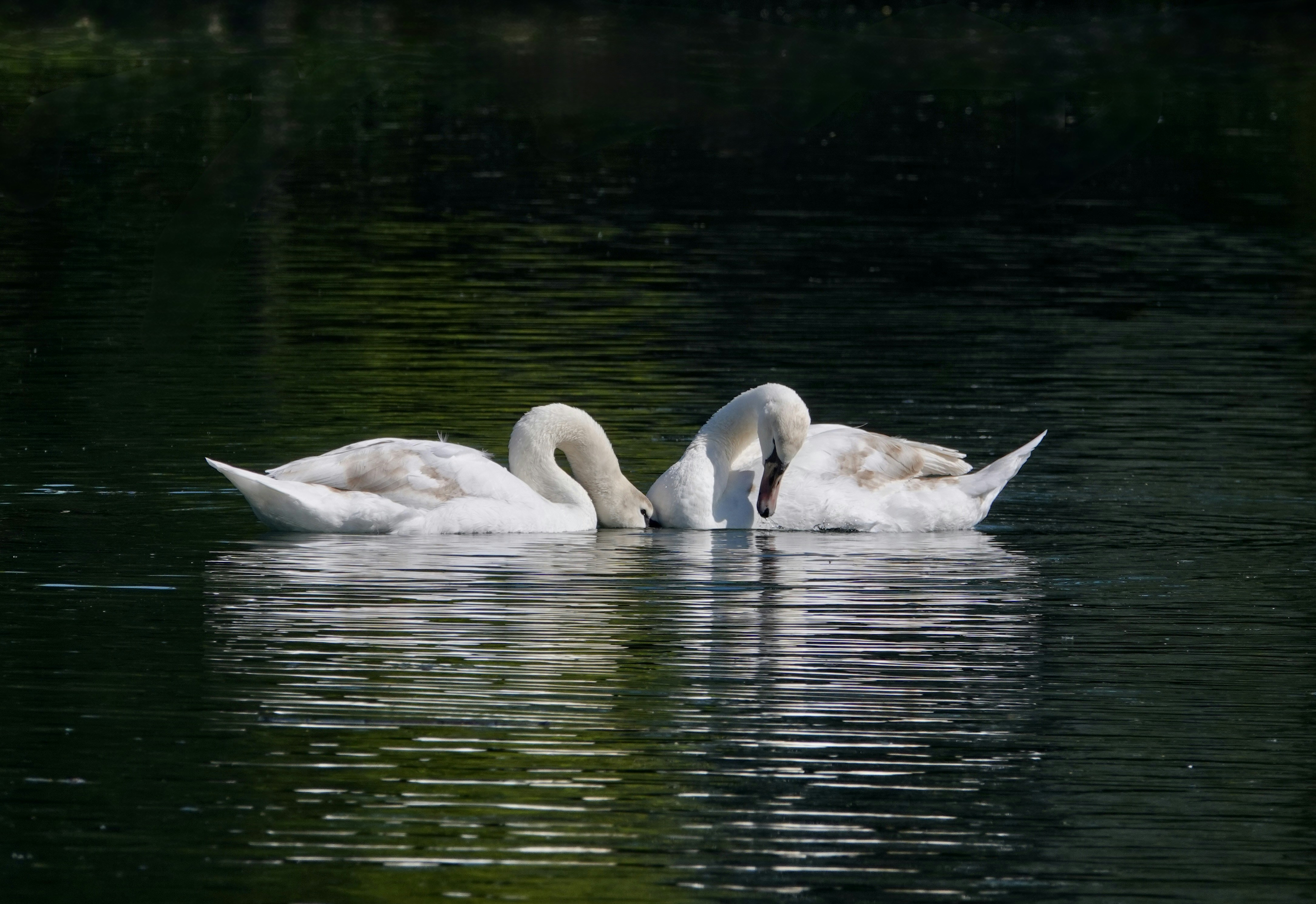 Twin Swans on Quiet Lake: Gentle Exchange Amid Dark Reflections