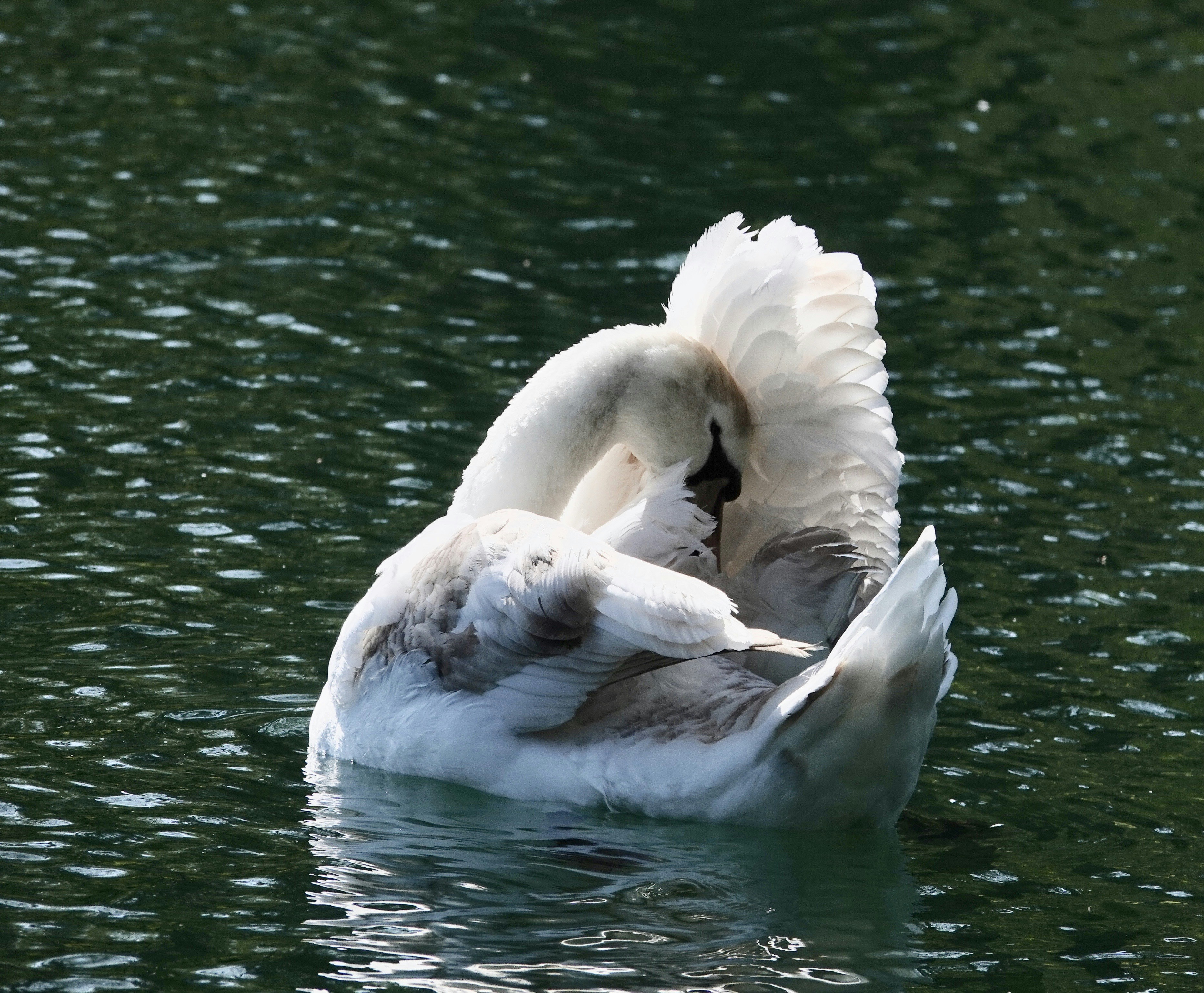 Graceful Contour: A Swan Drapes One Wing Across Its Chest