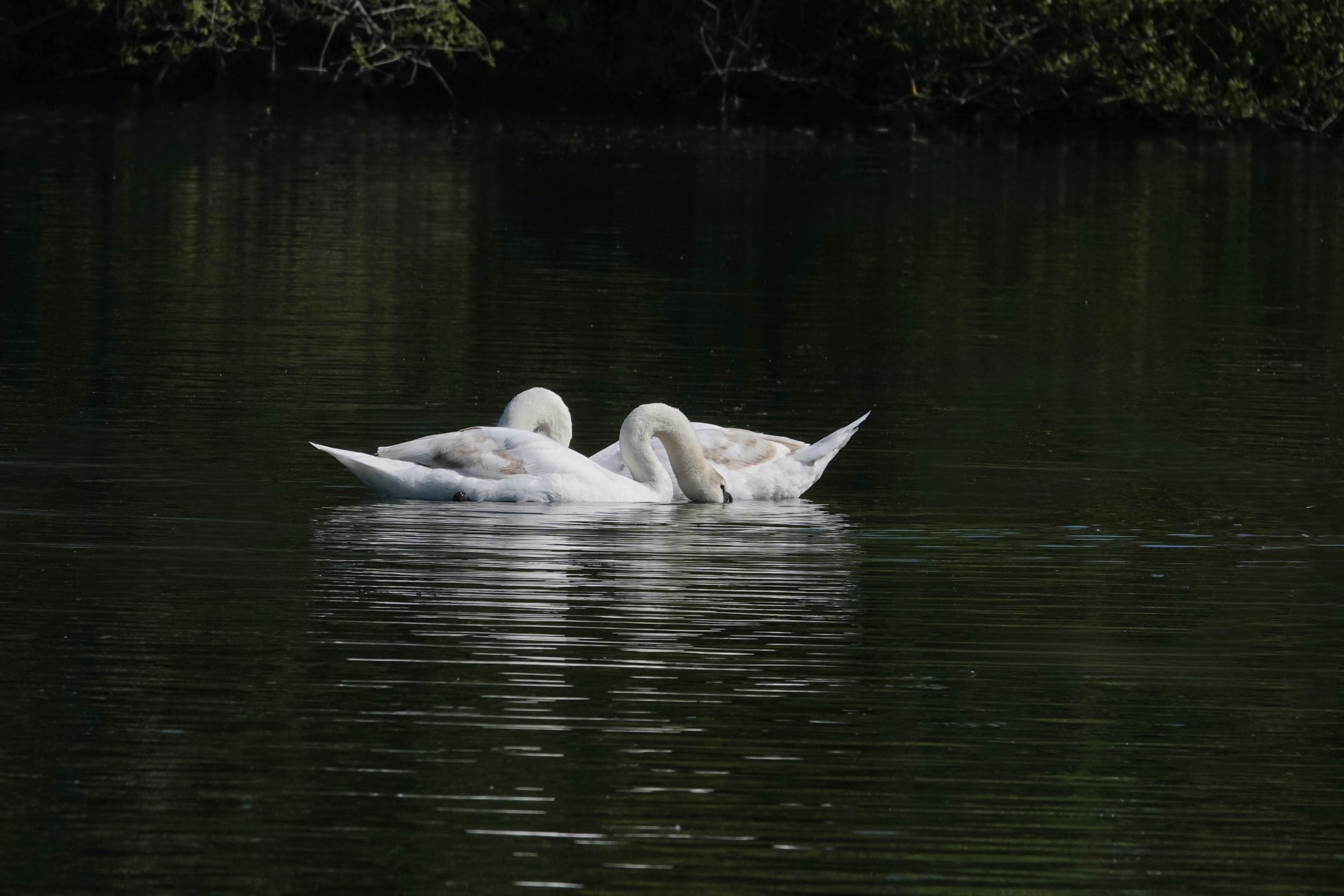 Twin Swans Resting on a Glassy Lake