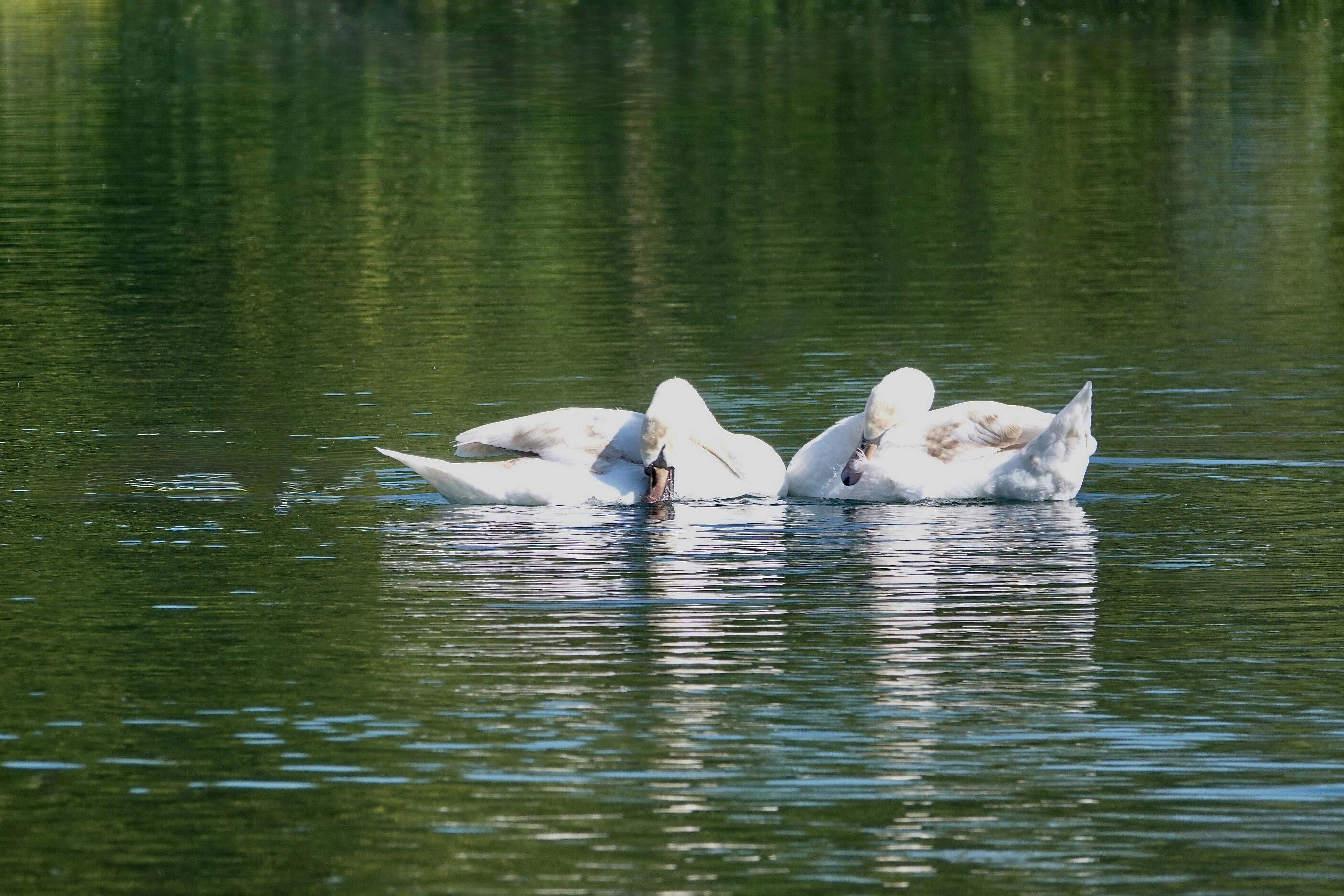 Twin Swans Resting on a Quiet Lake