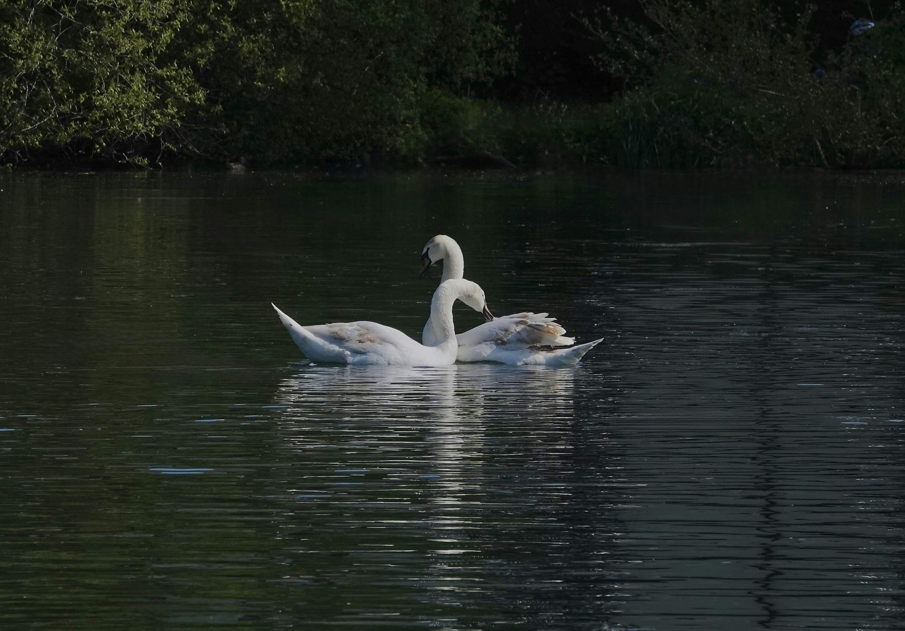 Grace on the Glassy Lake: A White Swan in Quiet Harmony