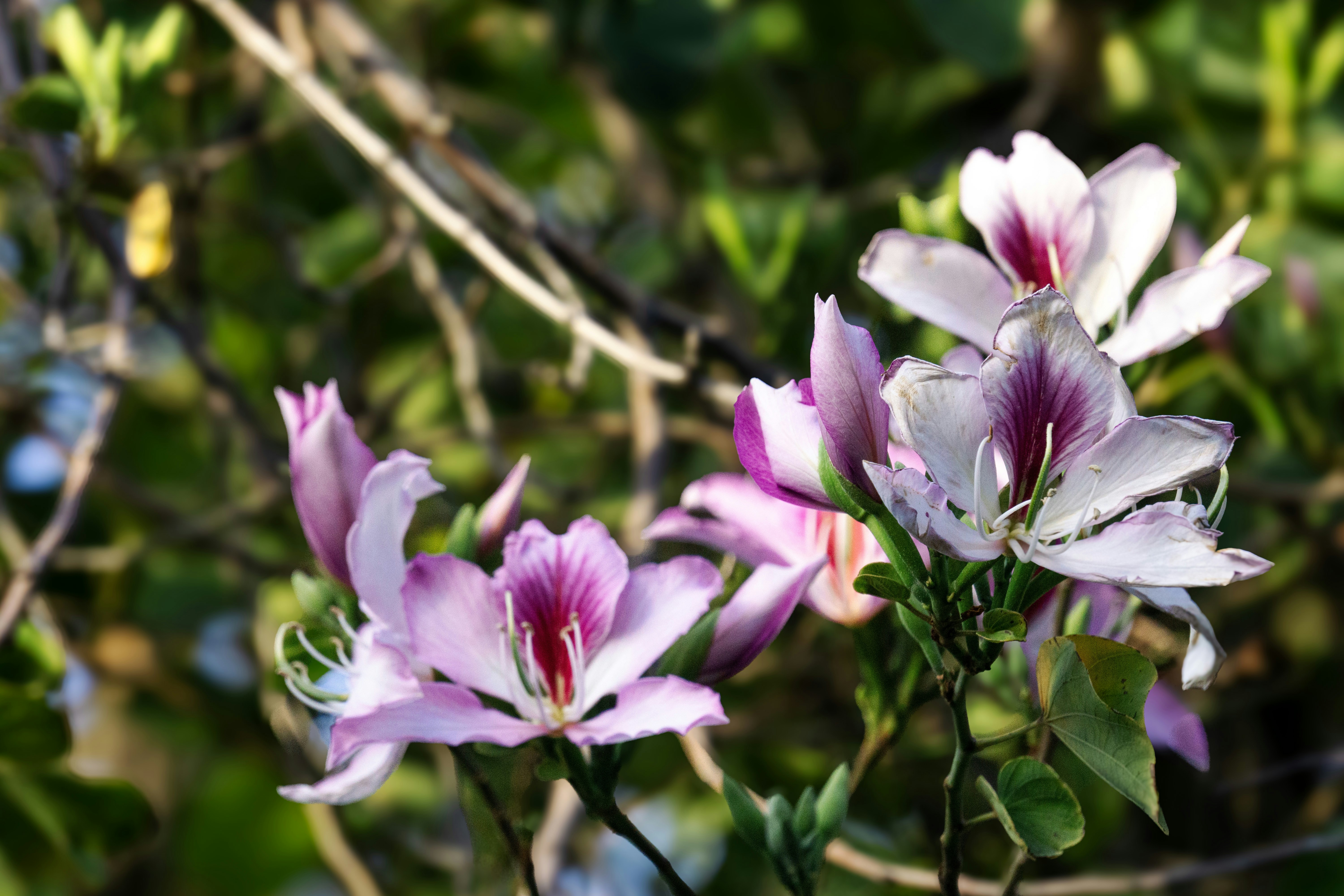 Blossoms in Soft Focus: Pink-White Azalea Union