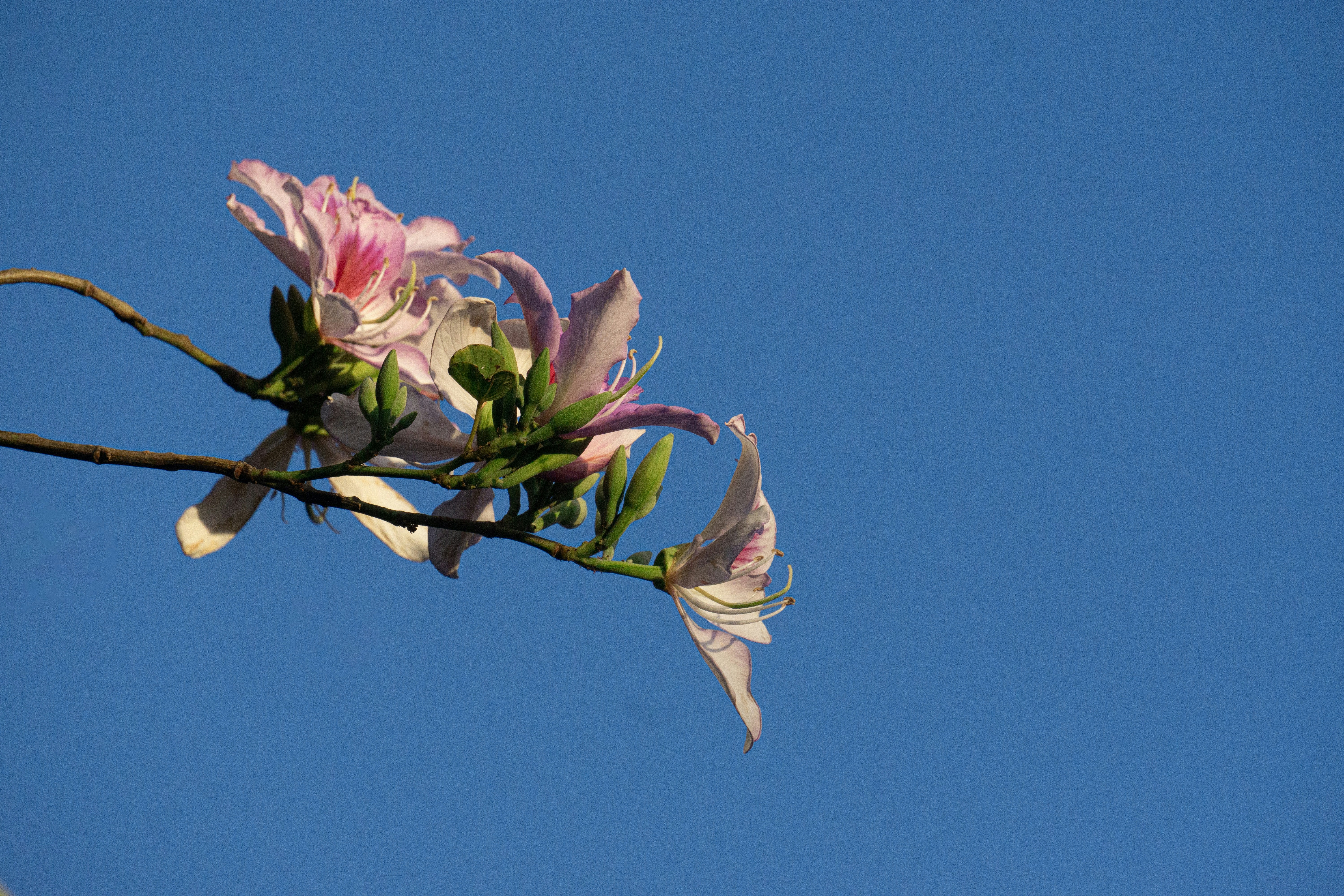 Blossom on a Willowy Branch under Vivid Blue