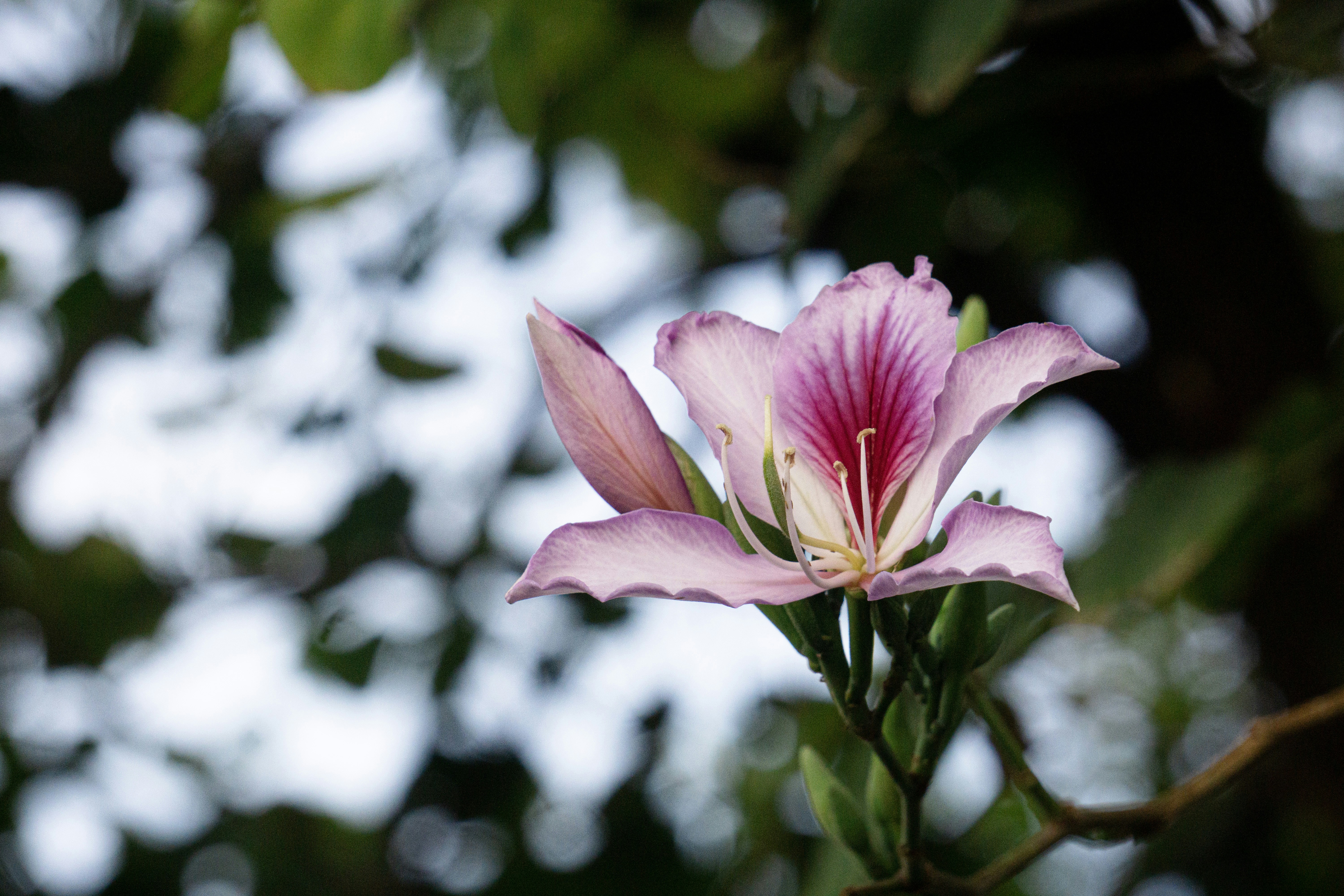 Pink Lily in Focus: A solitary bloom against a blurred canopy
