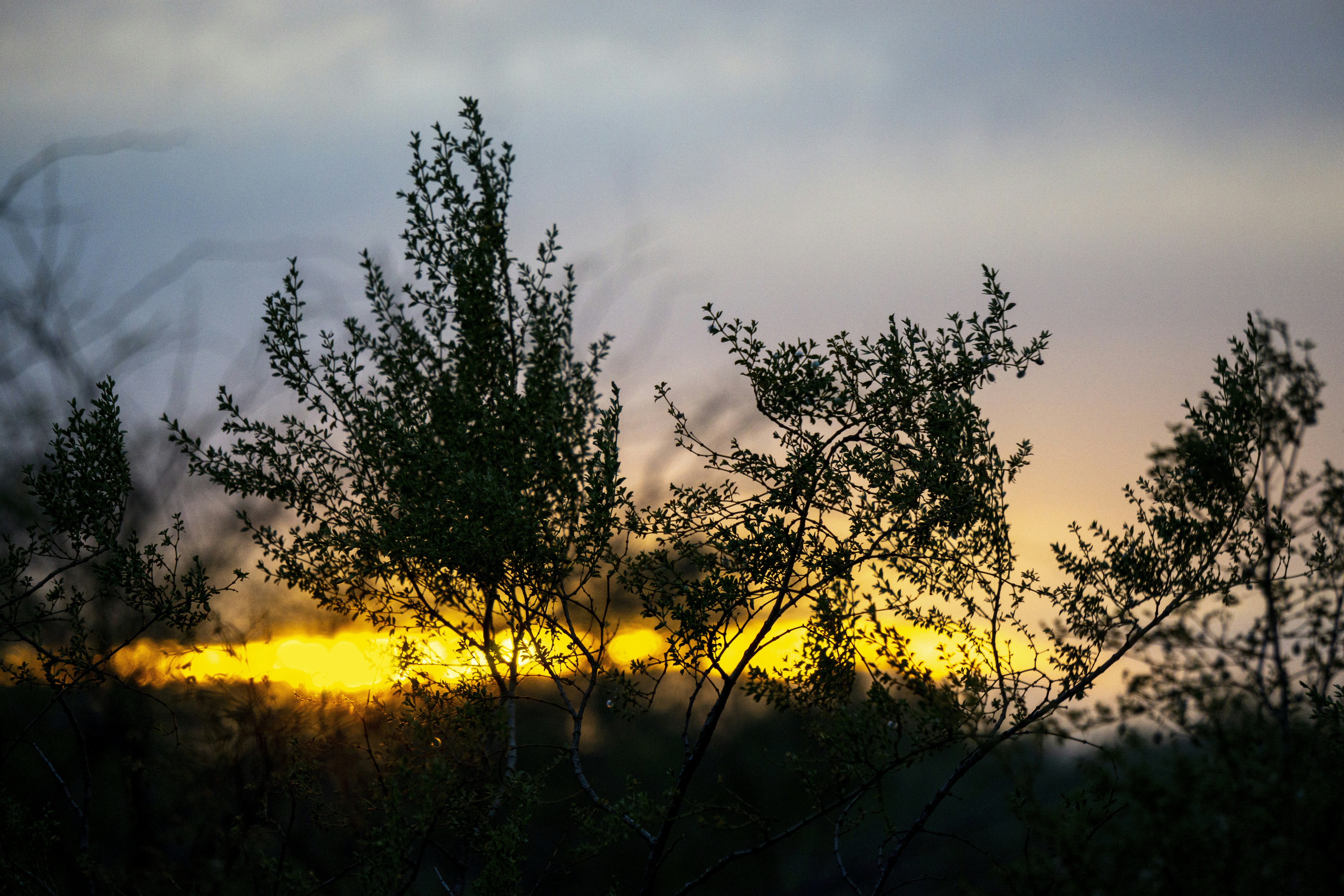 Sunlit silhouettes: grasses frame a quiet horizon at dusk
