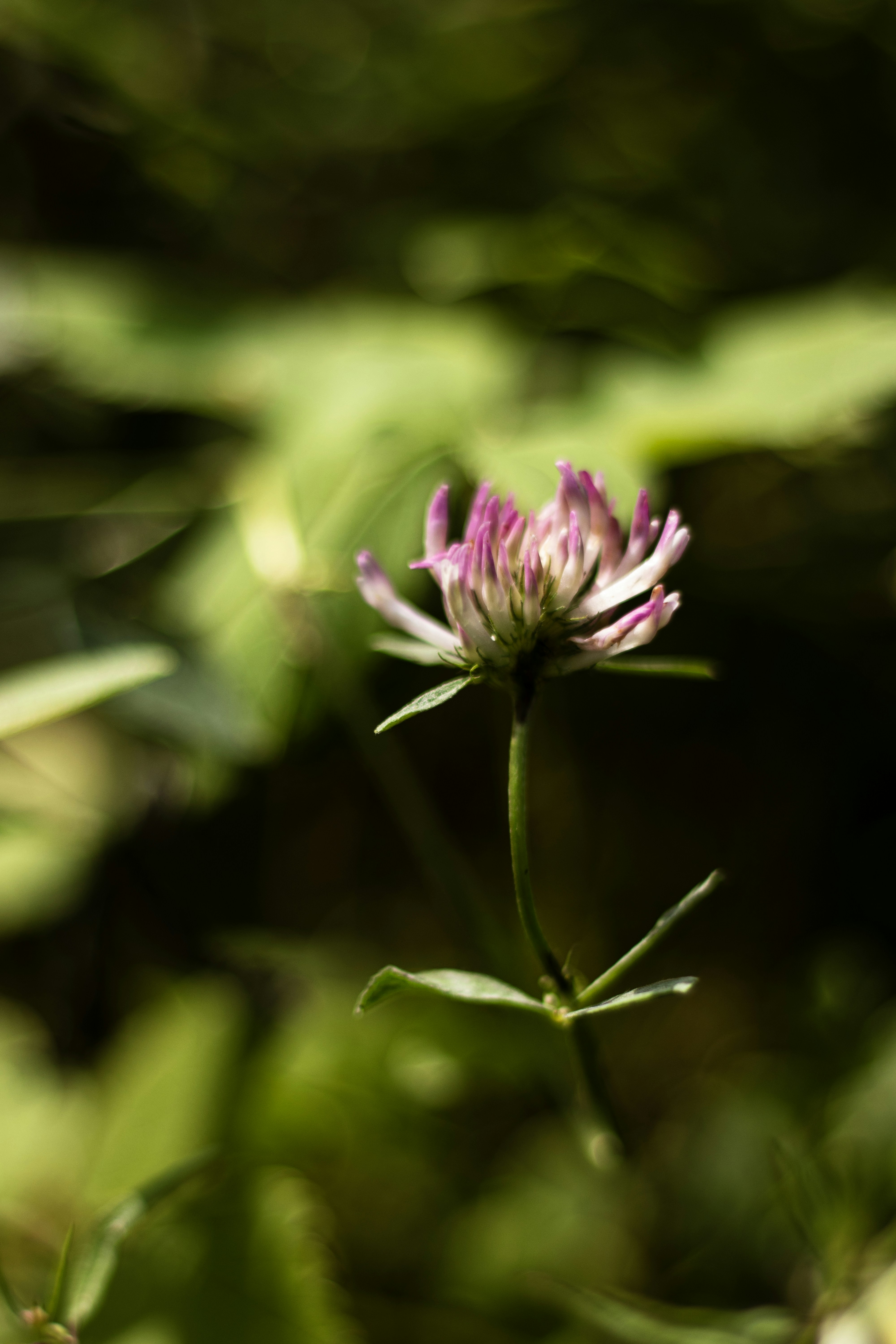 A delicate bloom rising from the blurred green backdrop