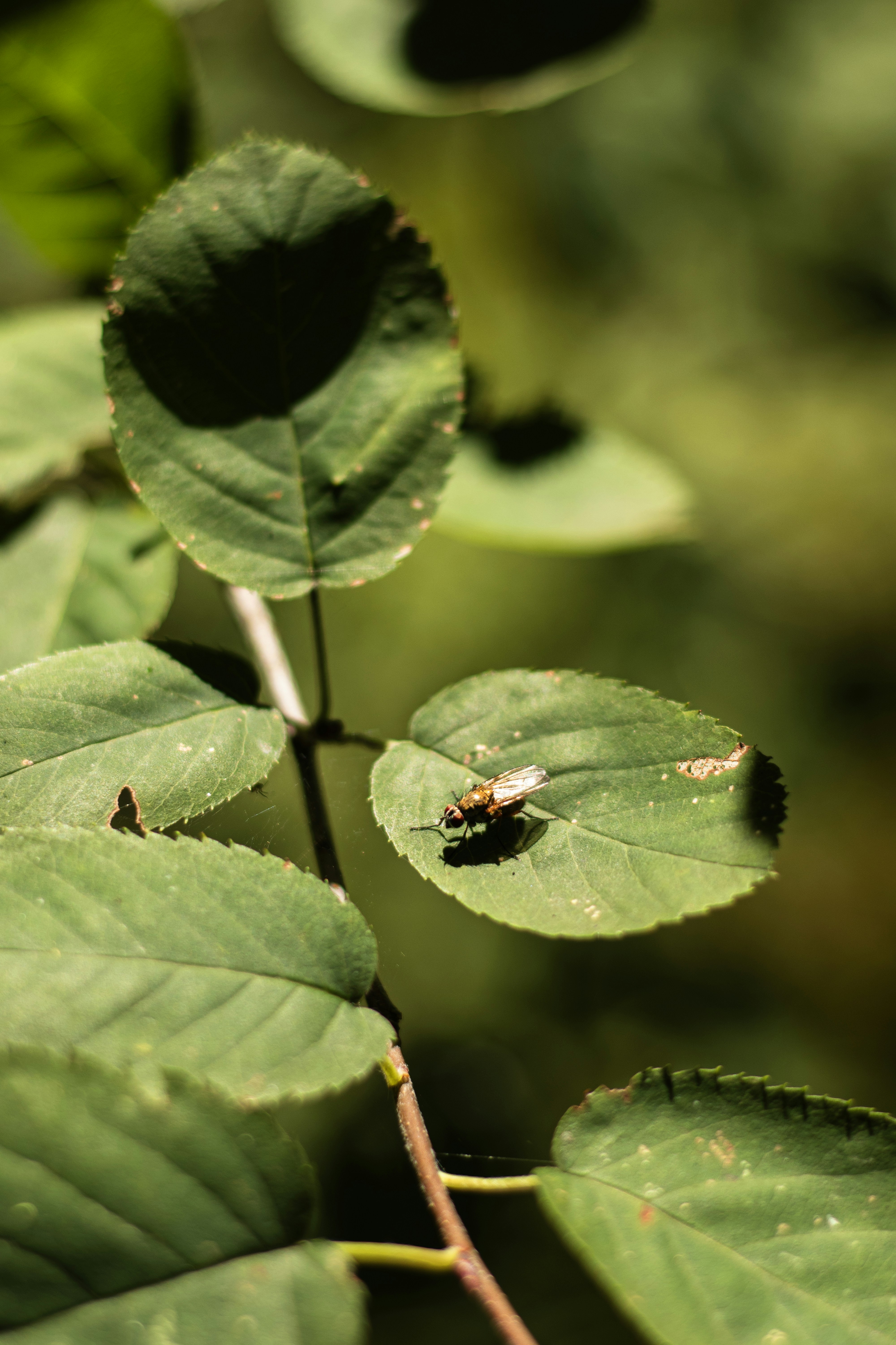 Close-up of a Flylit Leaf with a Beetle on a Vein