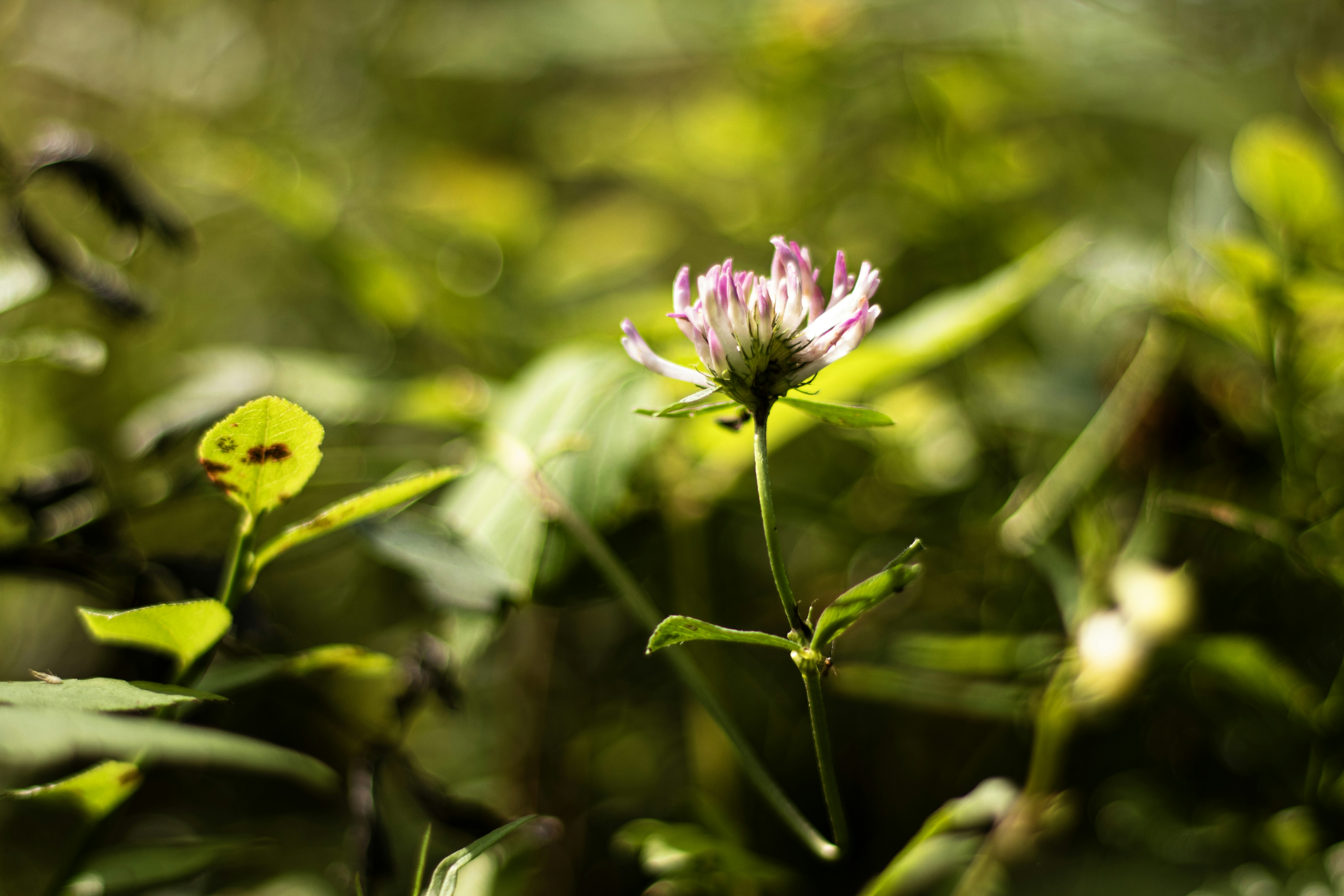 Petal Crown in Afternoon Light