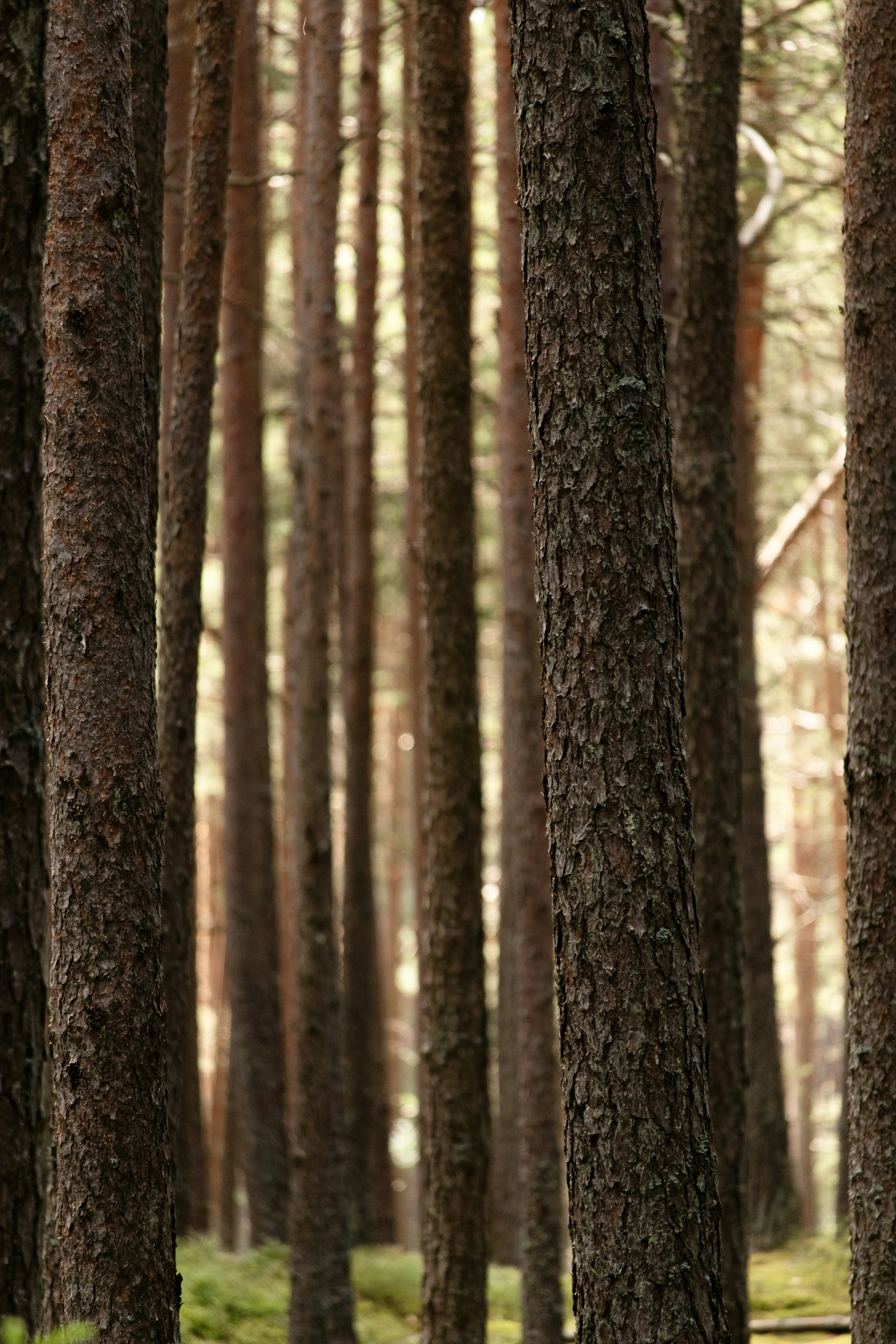 Emergent Forest: Rows of Pines in Quiet Dusk