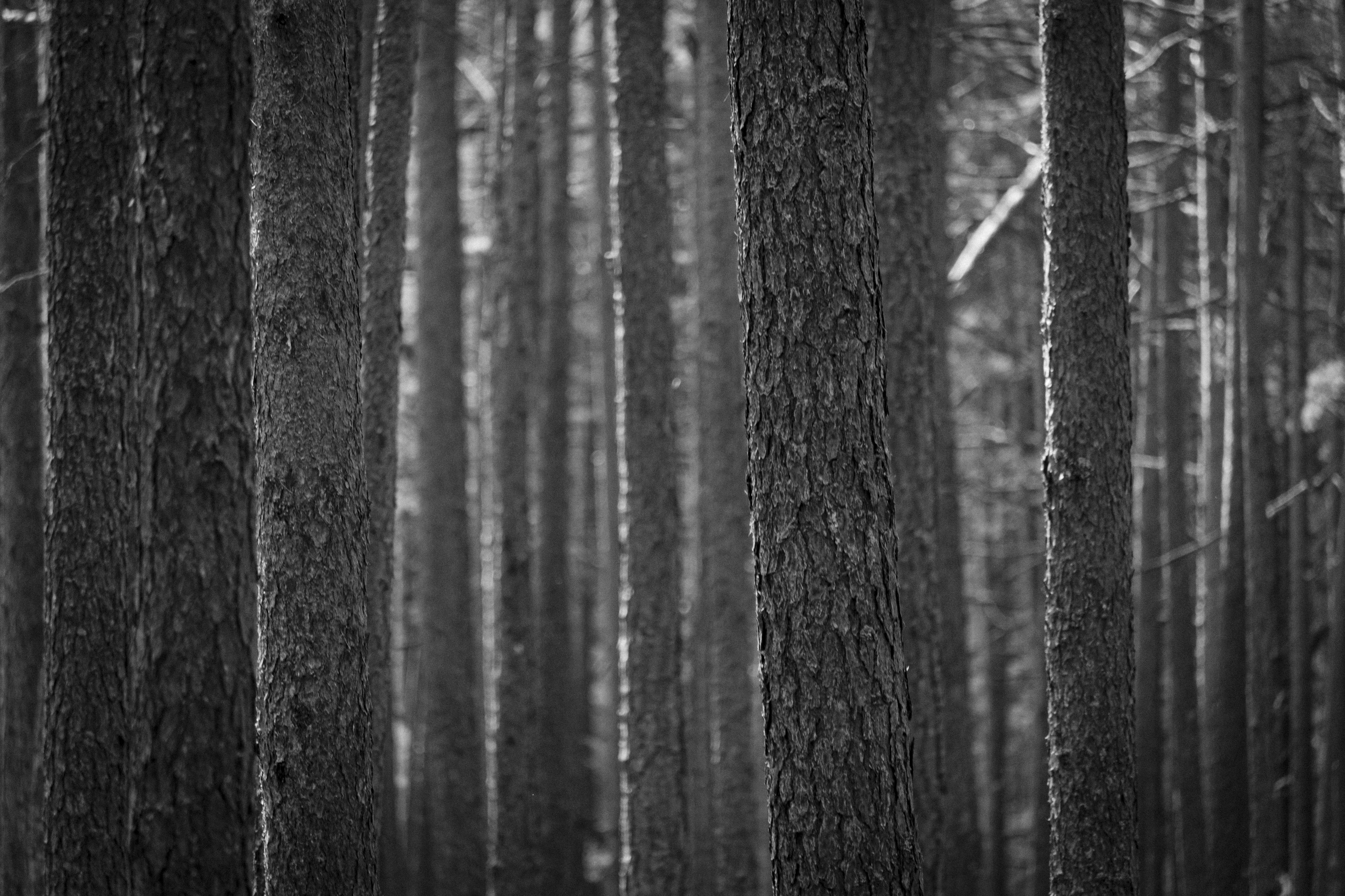 Forest Columns: A monochrome hush among towering pines