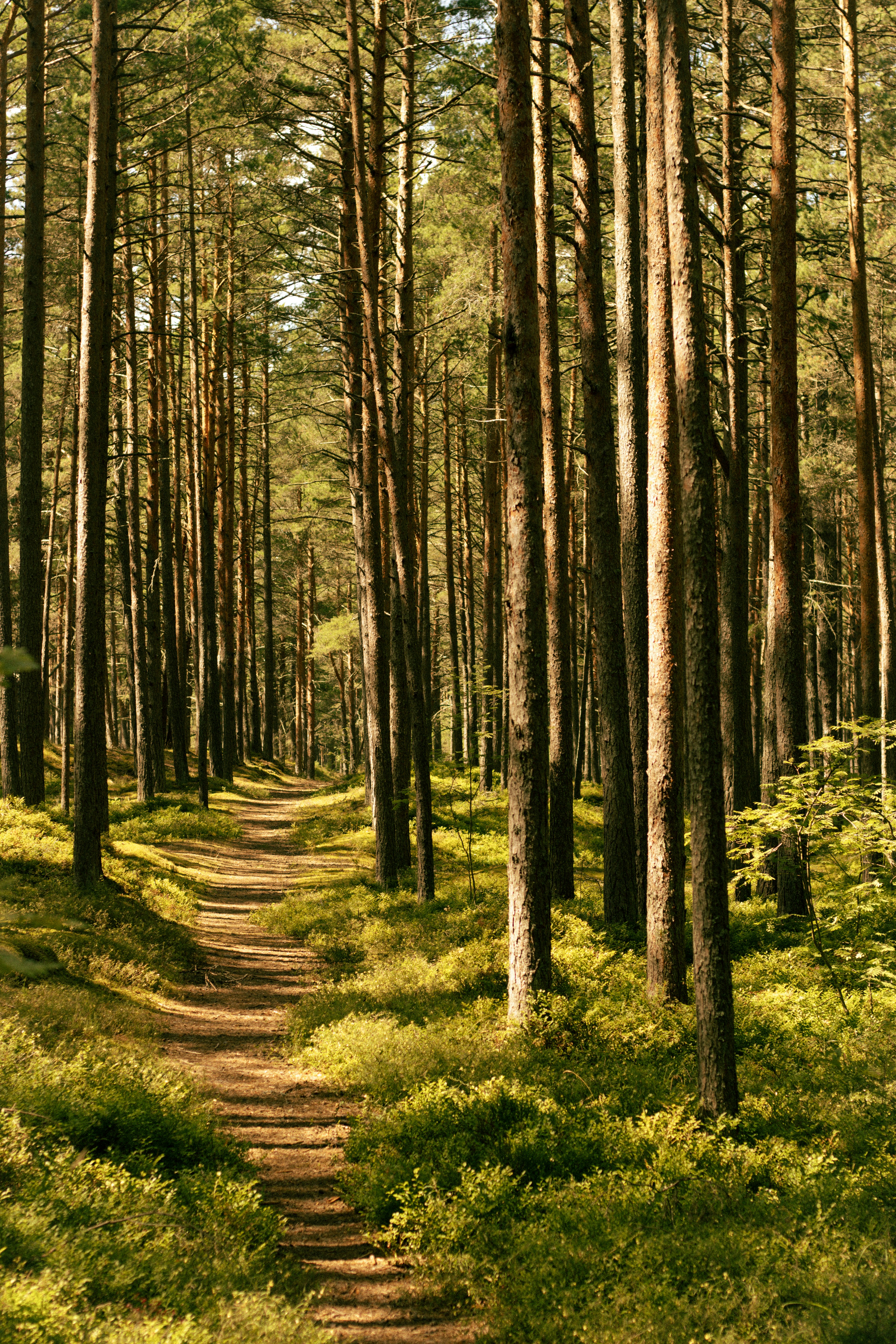 Sunlit Pine Avenue: A Quiet Forest Path Through Tall Trunks