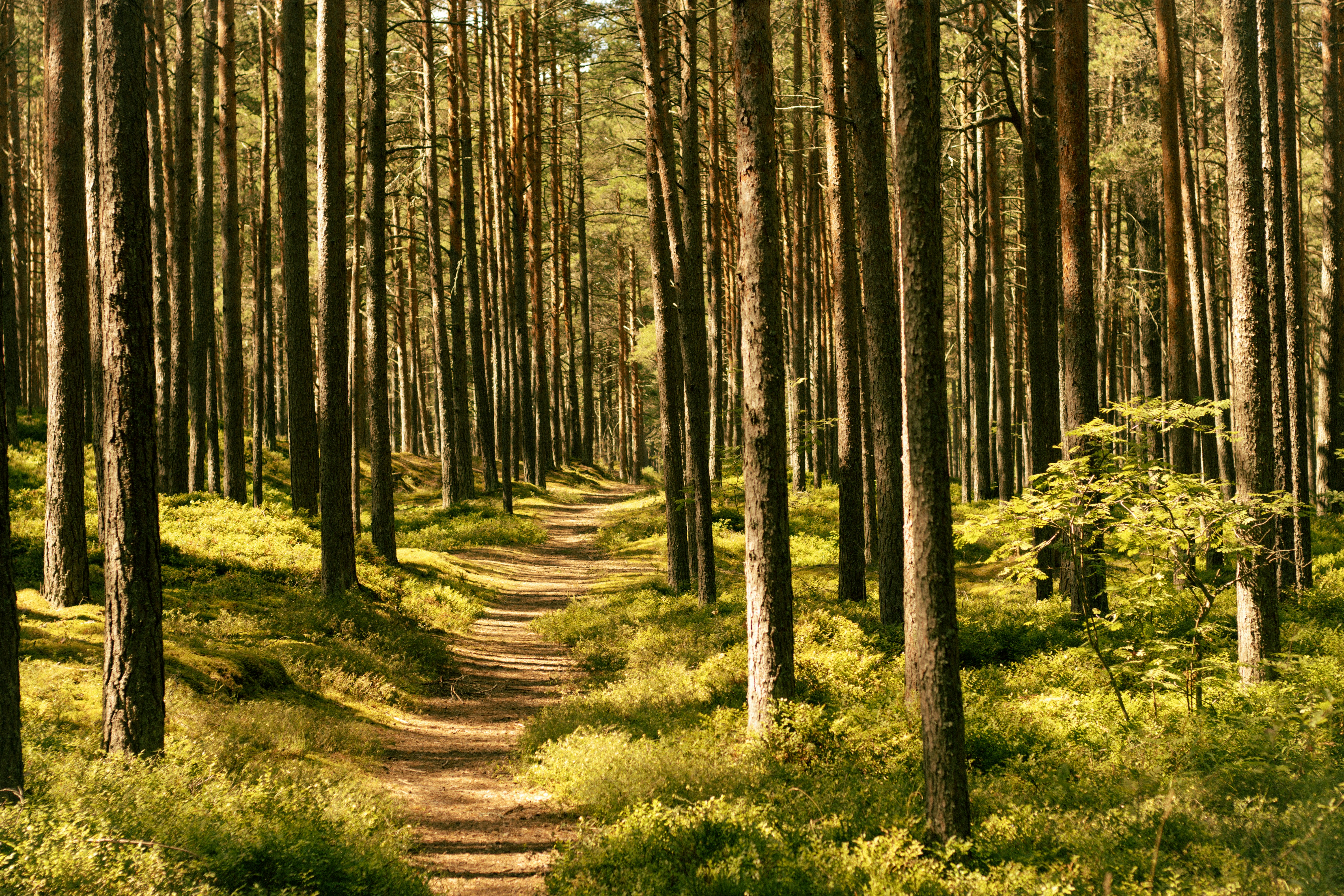 Sunlit Forest Path: A Quiet Corridor of Pine and Moss