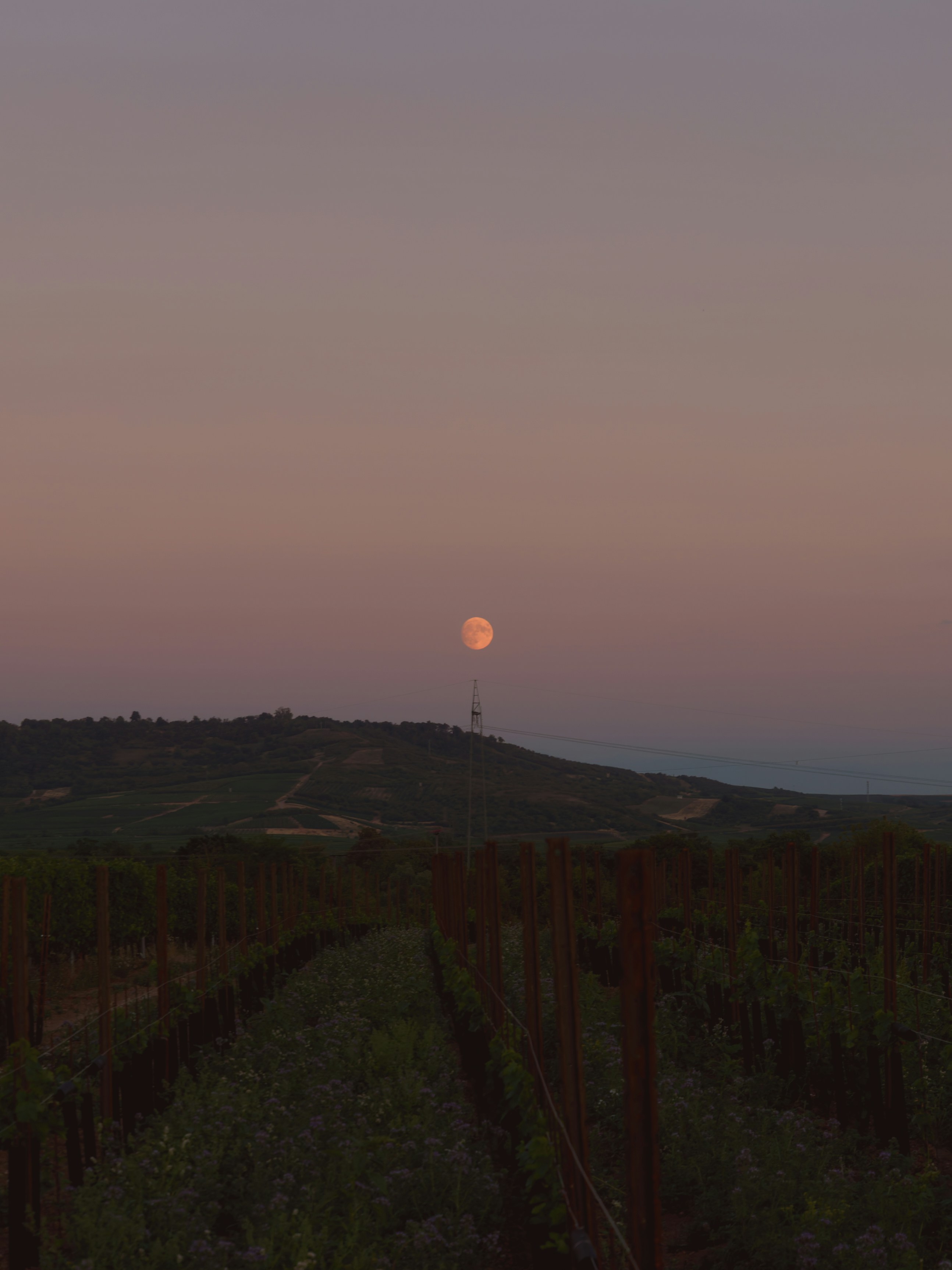 Moonrise Over the Vineyard: Twilight Luminescence