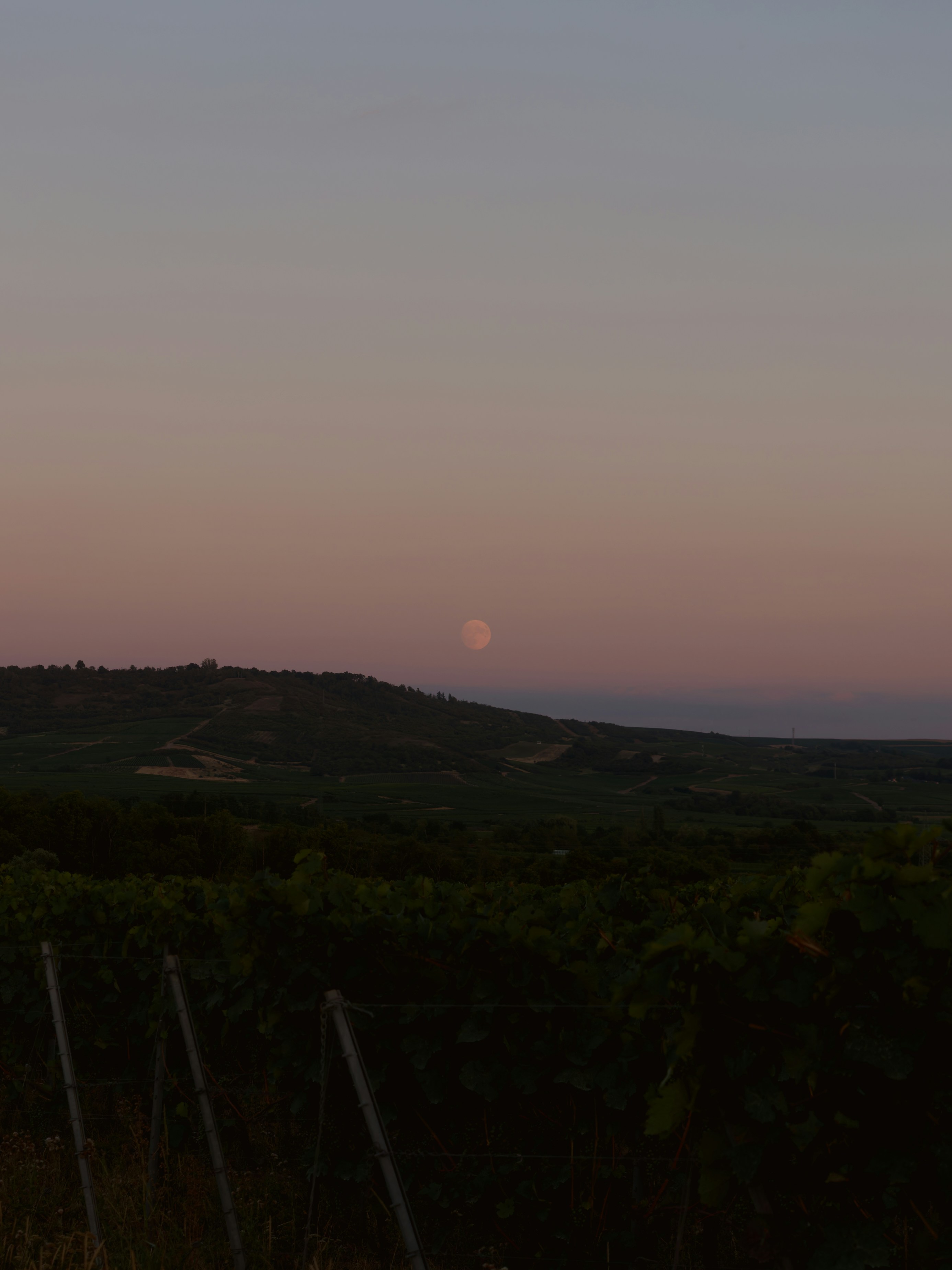 Horizon Moonrise Over Quiet Vineyard Valleys