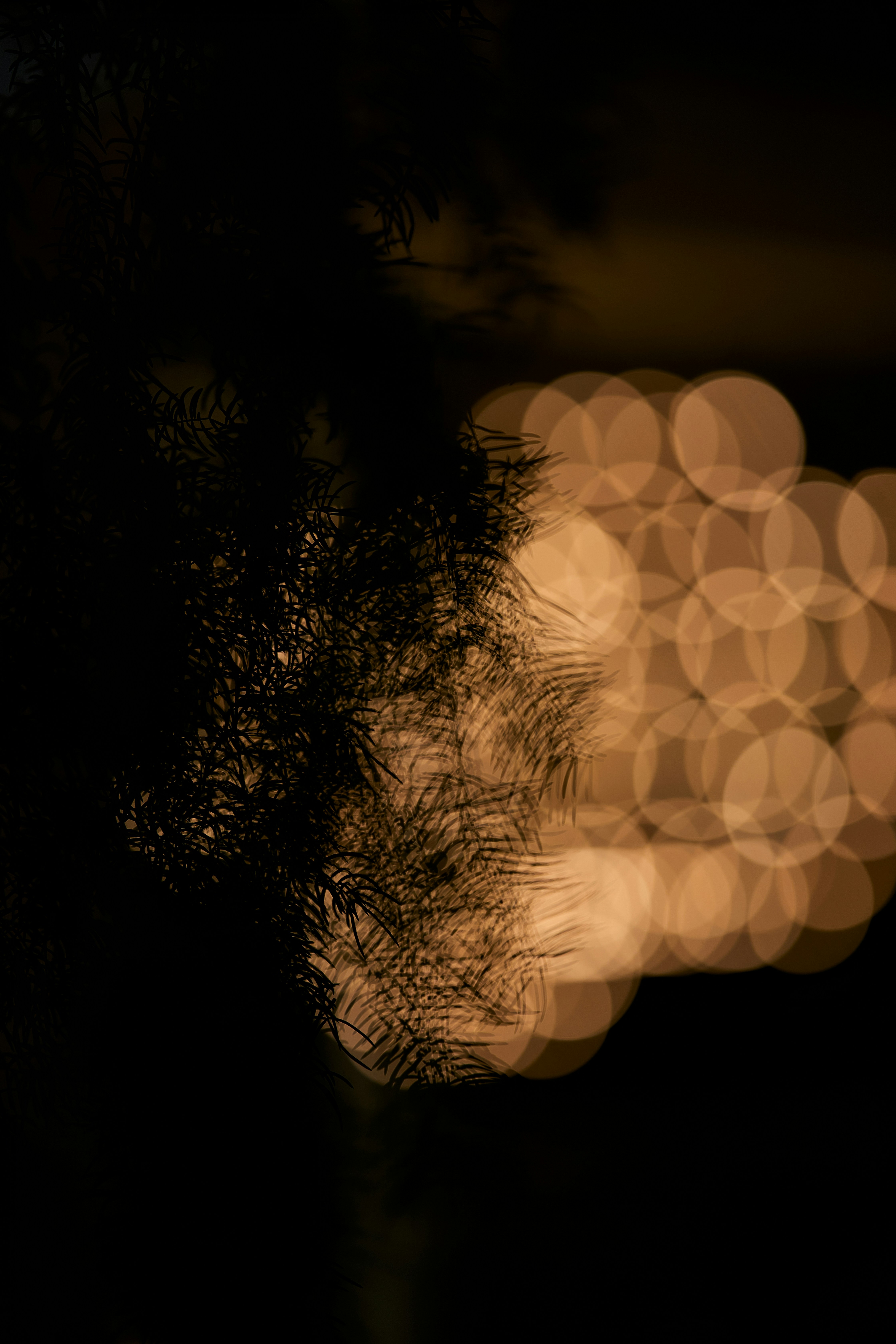 Dark silhouette of fern-like foliage against warm, out-of-focus city lights creating circular bokeh in the background.