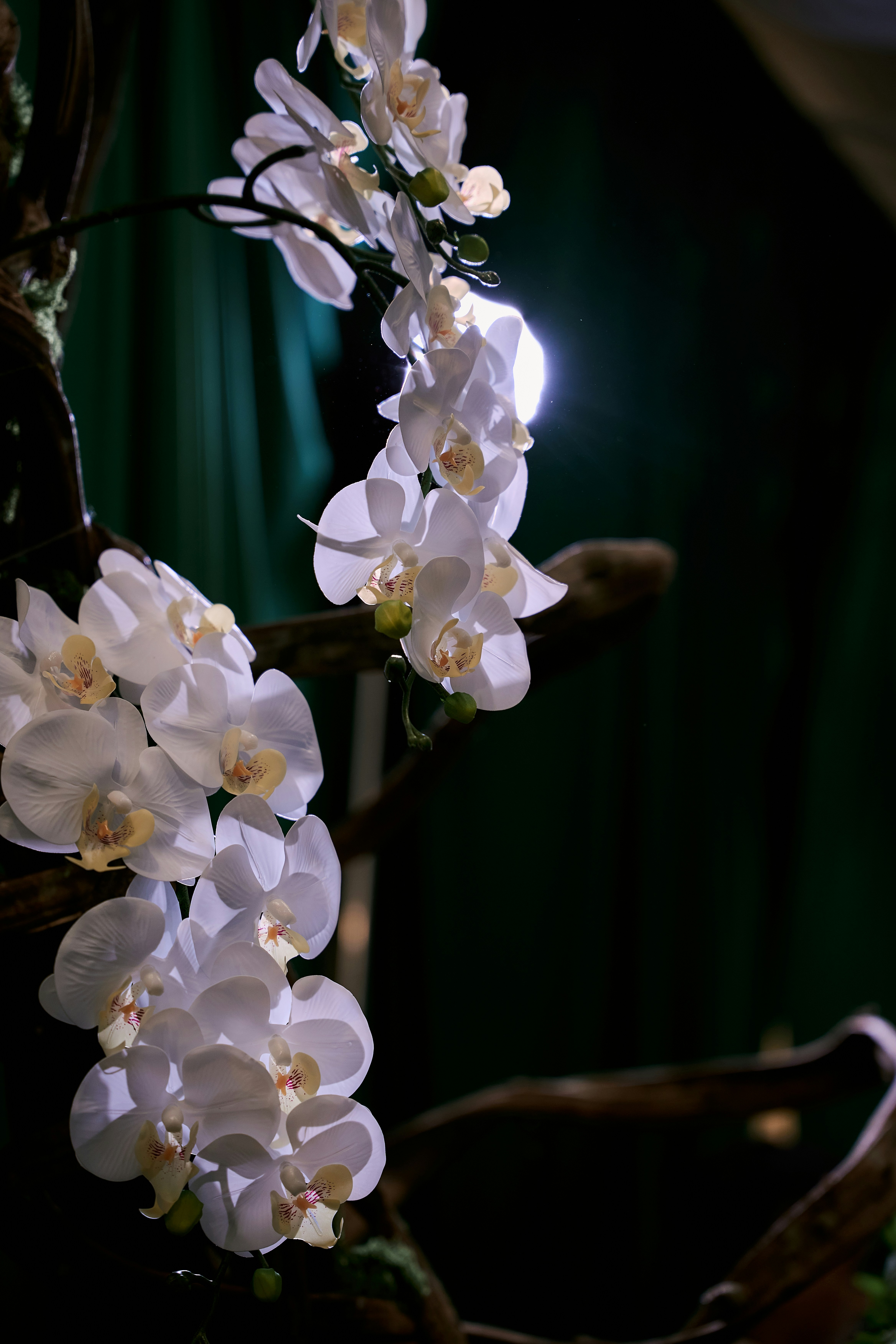 Moonlit Orchid Cascade
