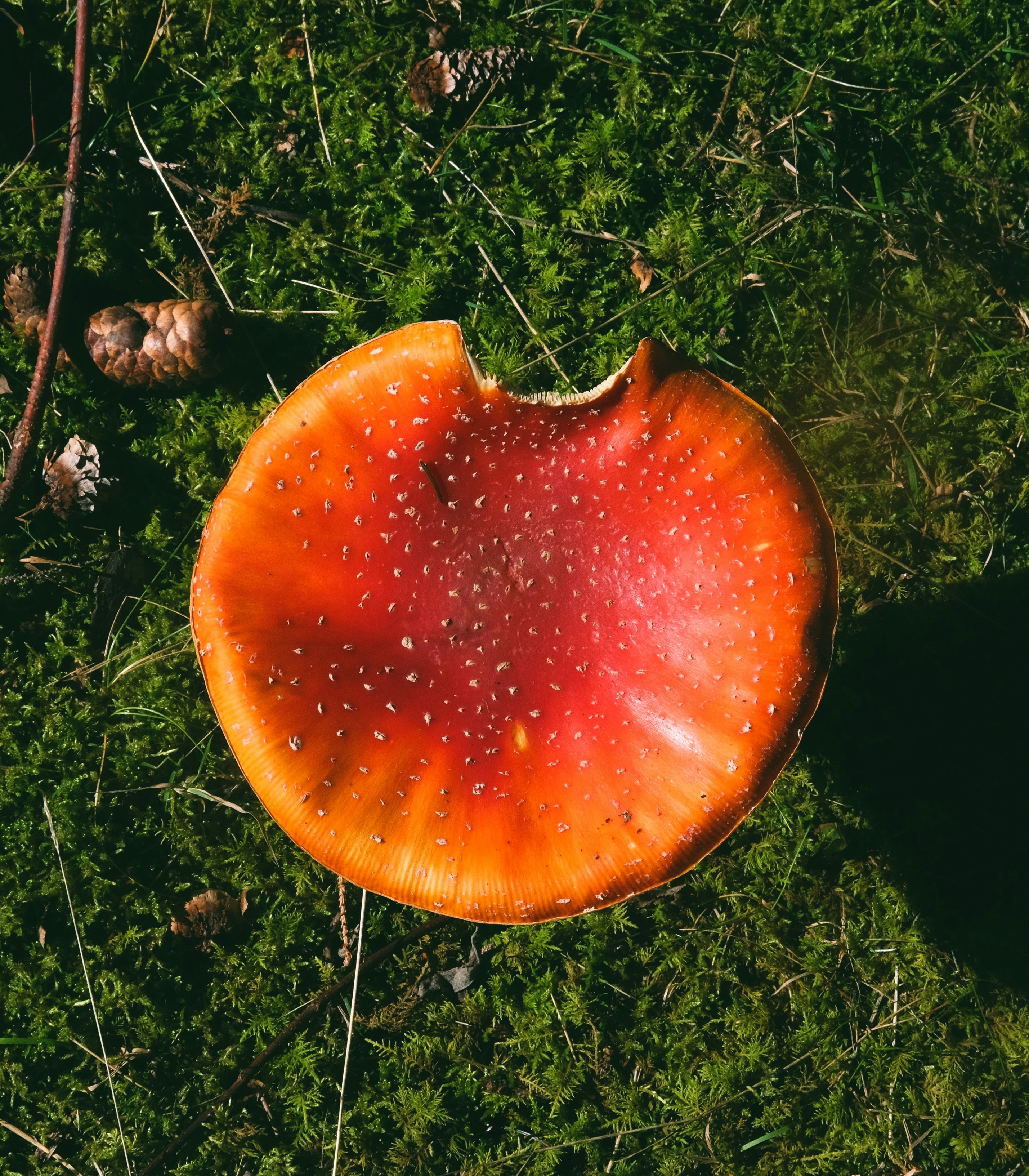 Red Shroom Halo: A Solitary Mushroom Surrounded by Moss and Dappled Light