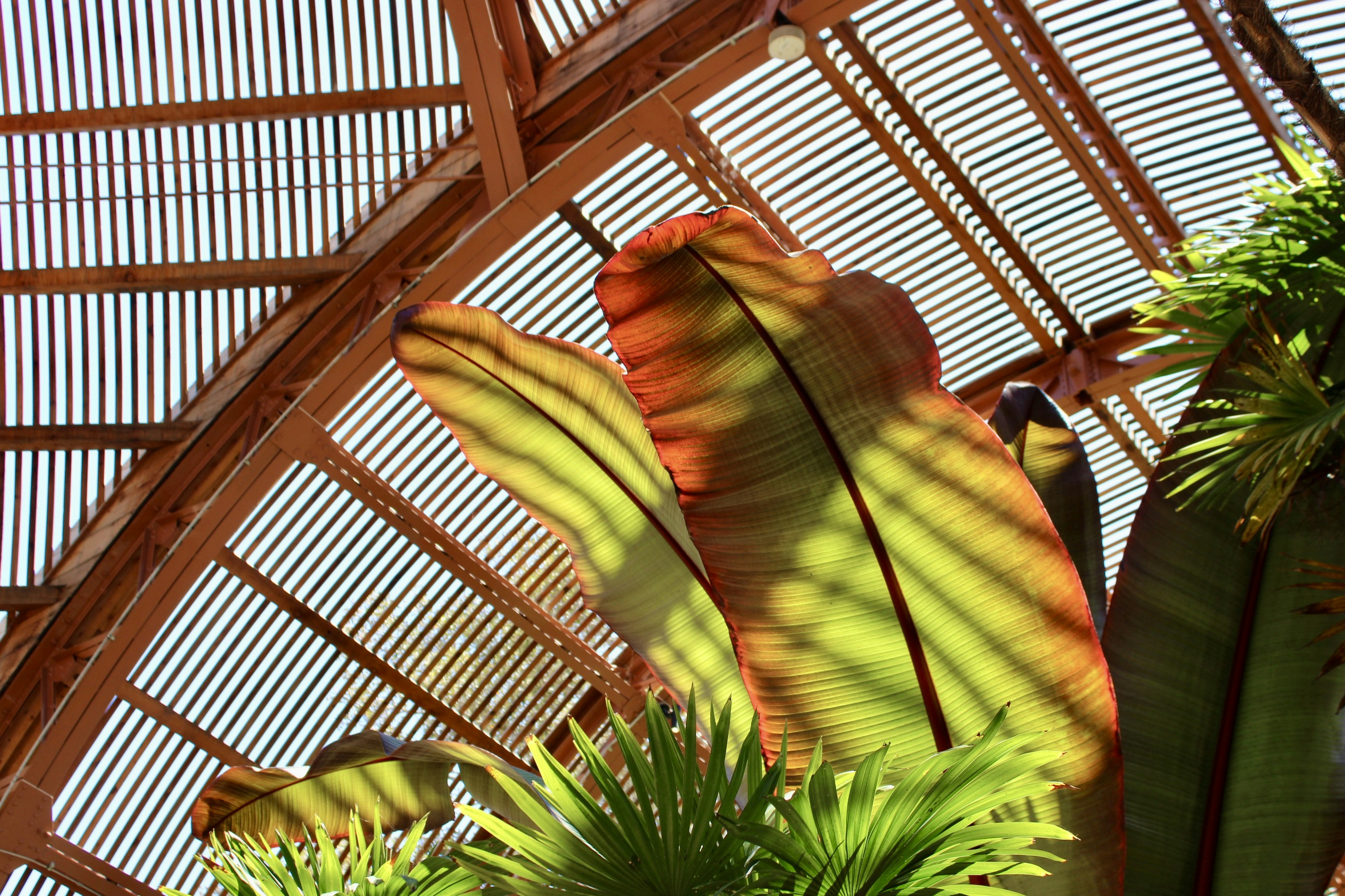 Sunlit Tropical Leaves Through a Glass Canopy