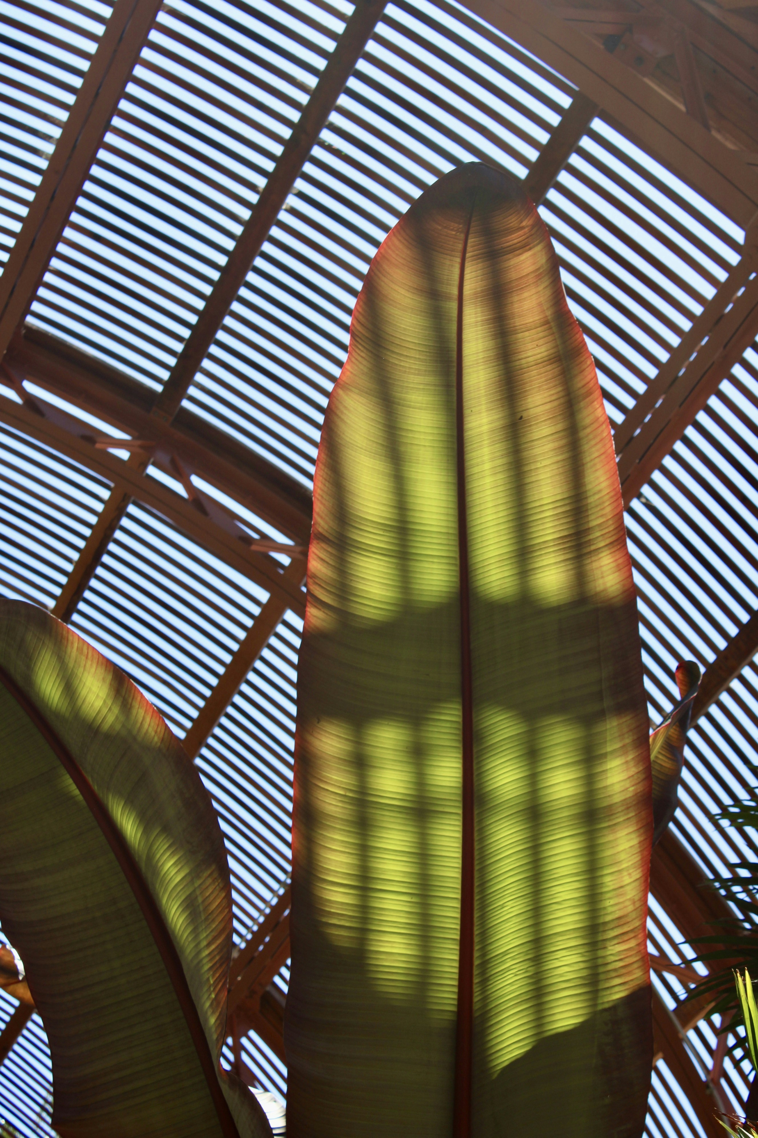 Sunlit Leaf Shadows Framing a Glass Roof
