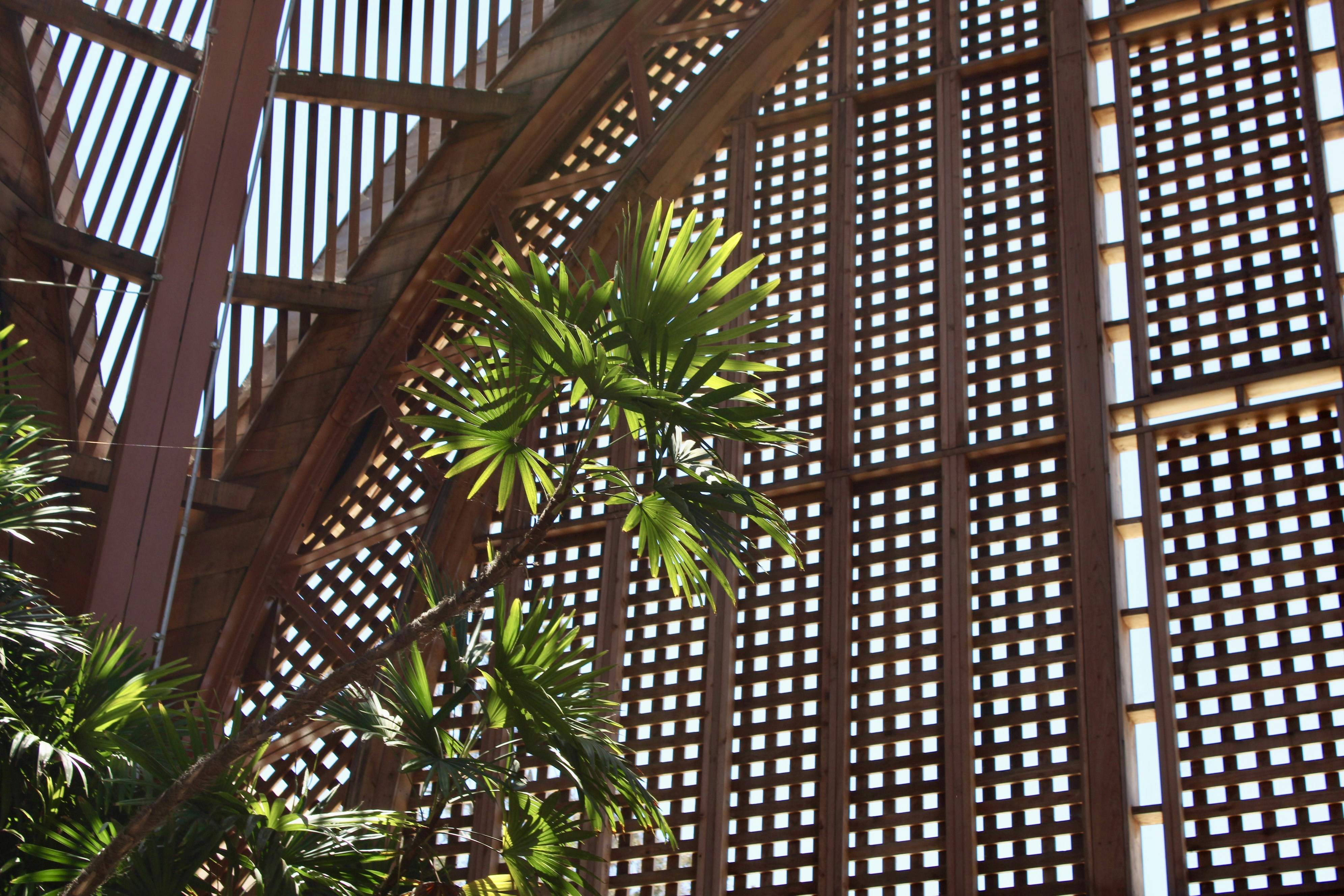 Sunlit Lattice and Palm Fronds Through Slatted Architecture