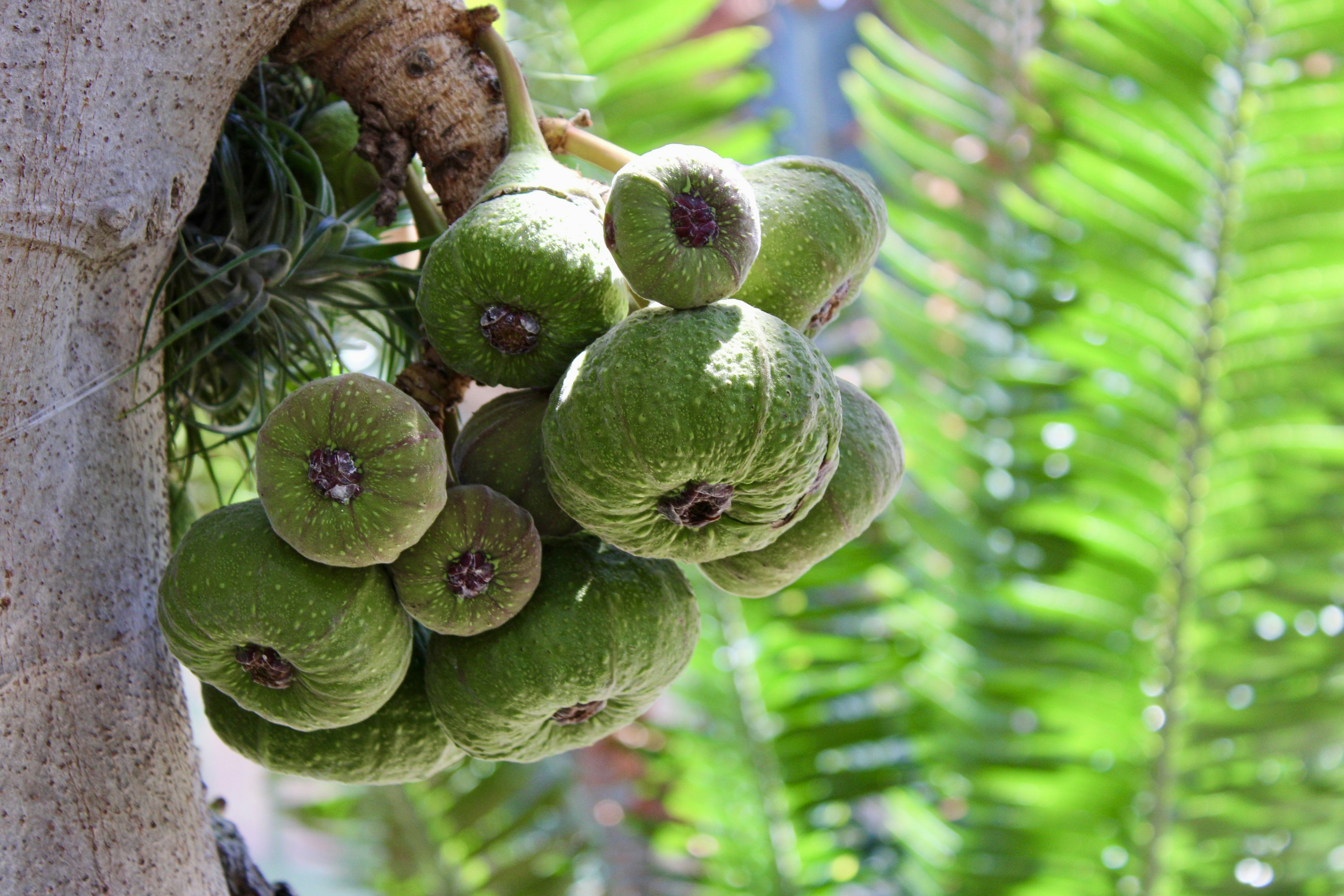 Green Cluster on the Tree: Tropical Figs in Sunlit Foliage