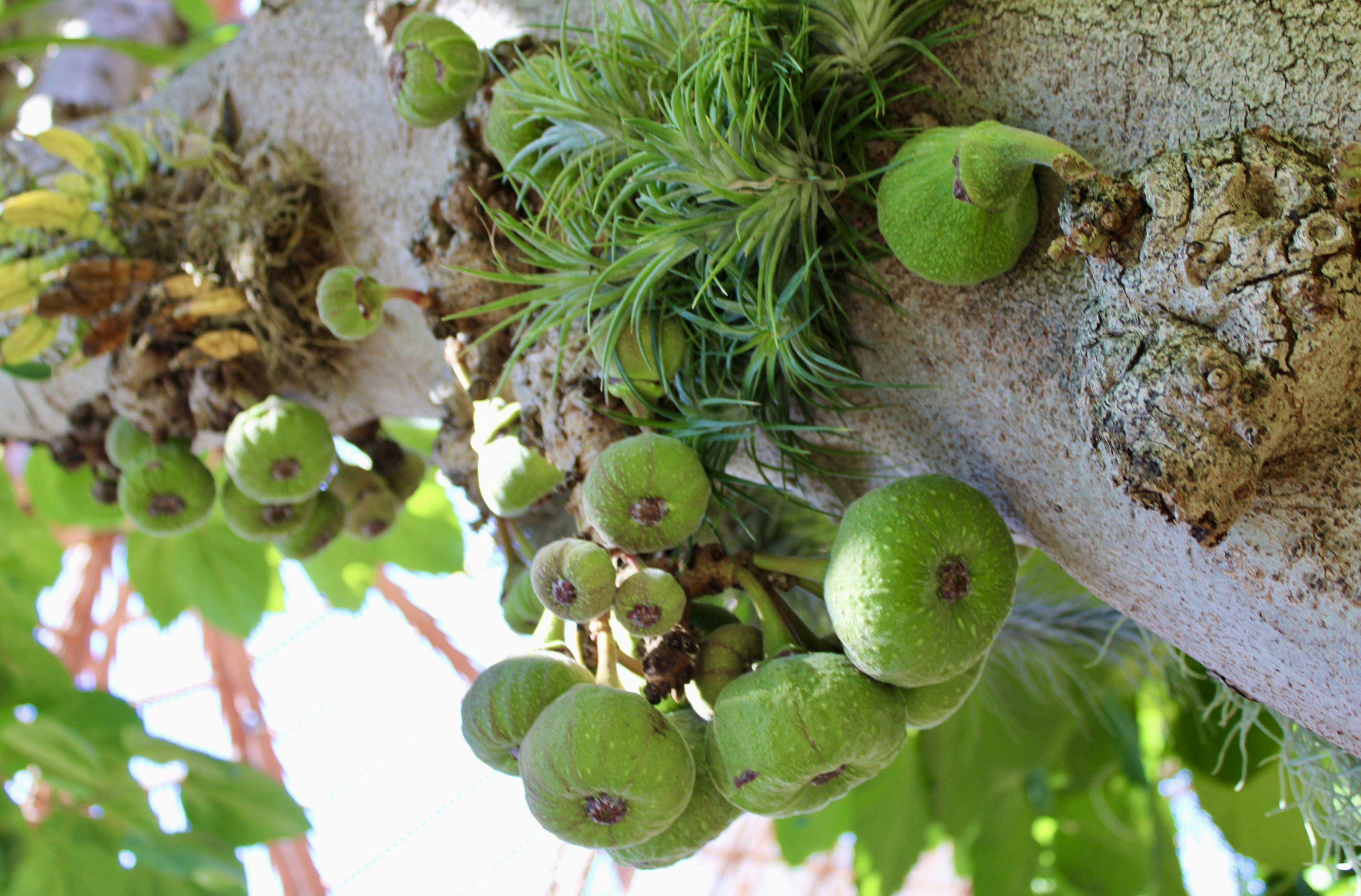 Green Orbs Under Bark: A Close-Up of Figs and Moss