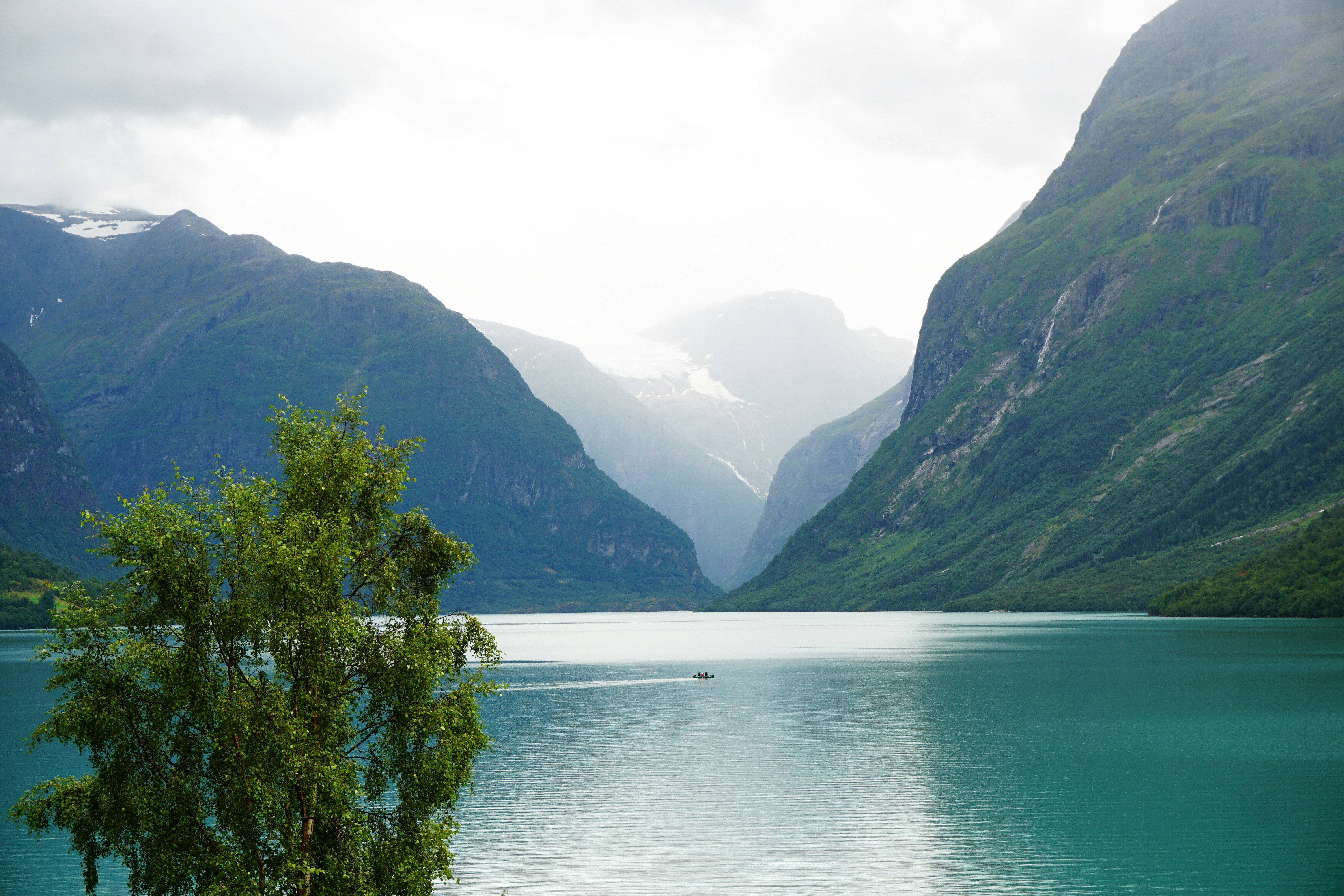 Glacial Fjord Echoes: A Lone Tree Framing Serene Waters
