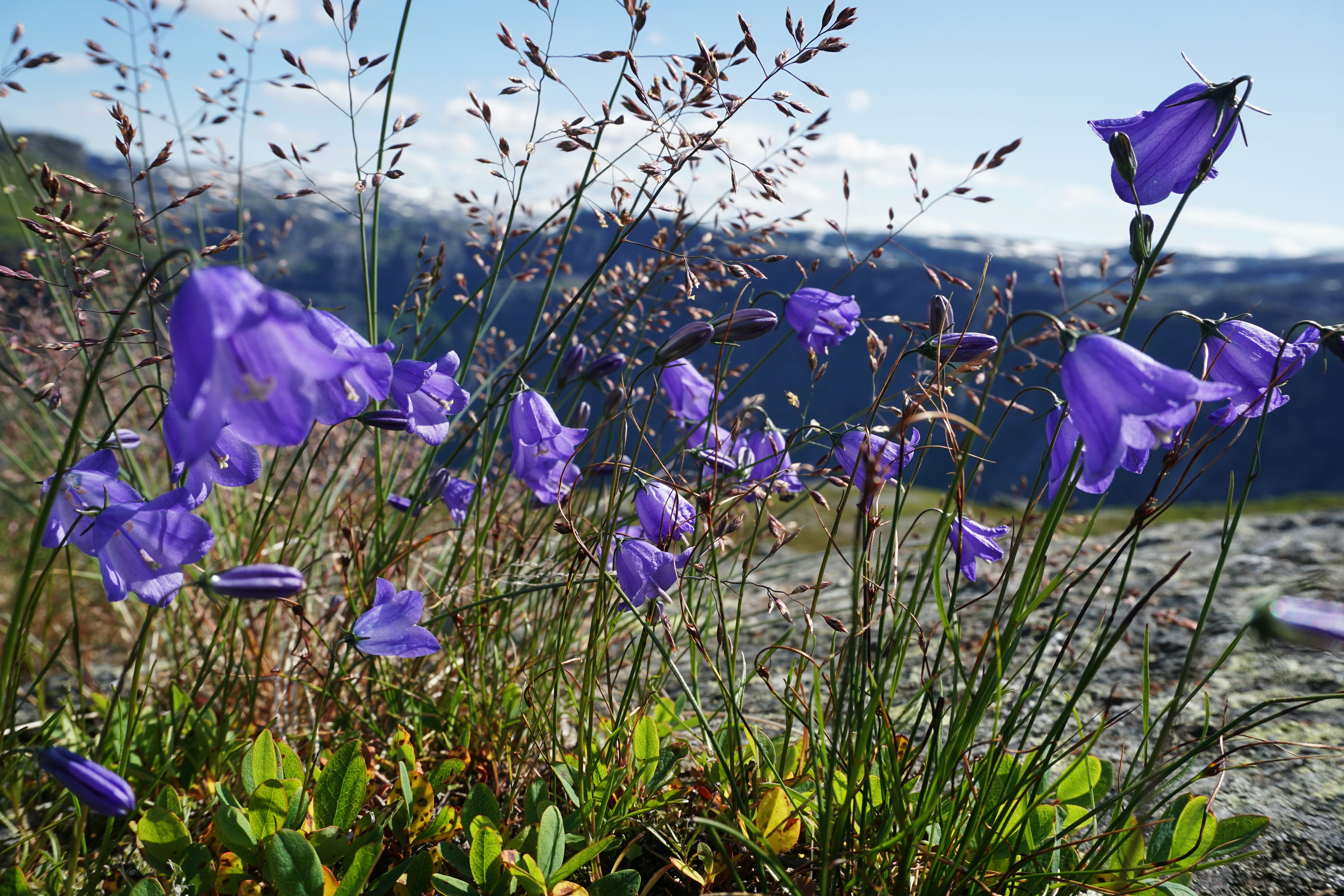 Purple bells at alpine edge: wildflowers framing a distant valley