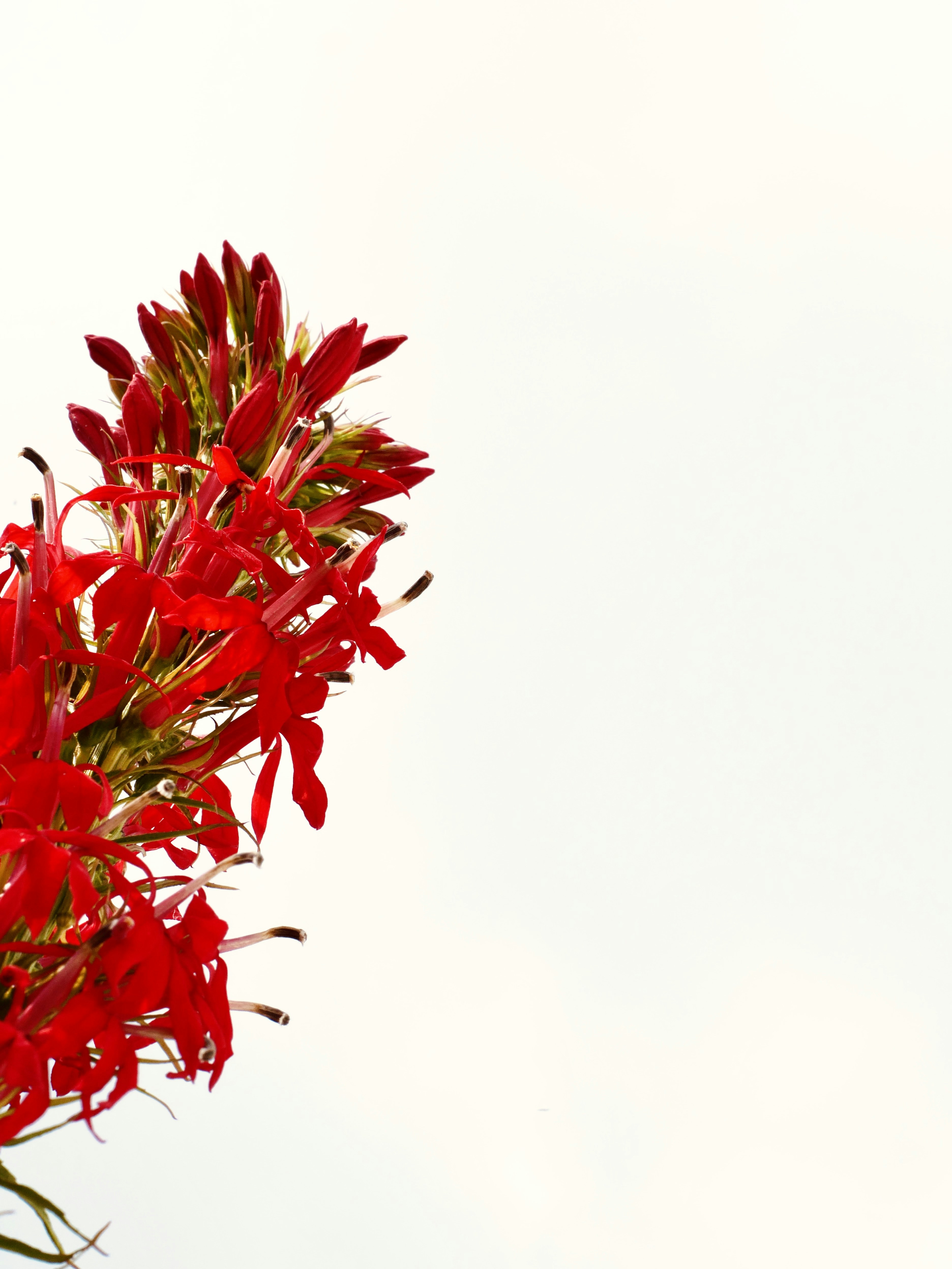 Crimson Blooms at the Edge of Silence