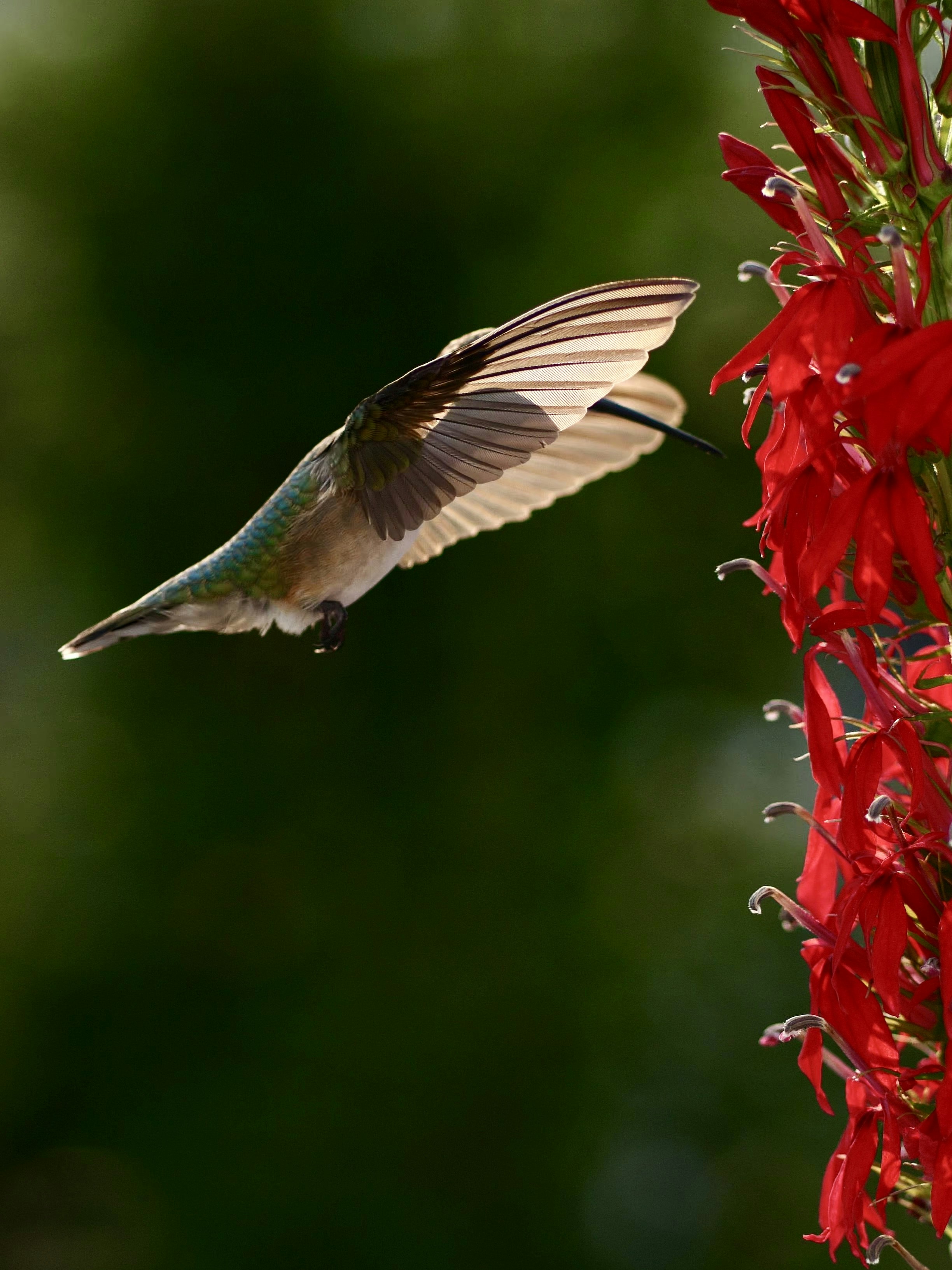 Hummingbird in late-afternoon flight above crimson blooms