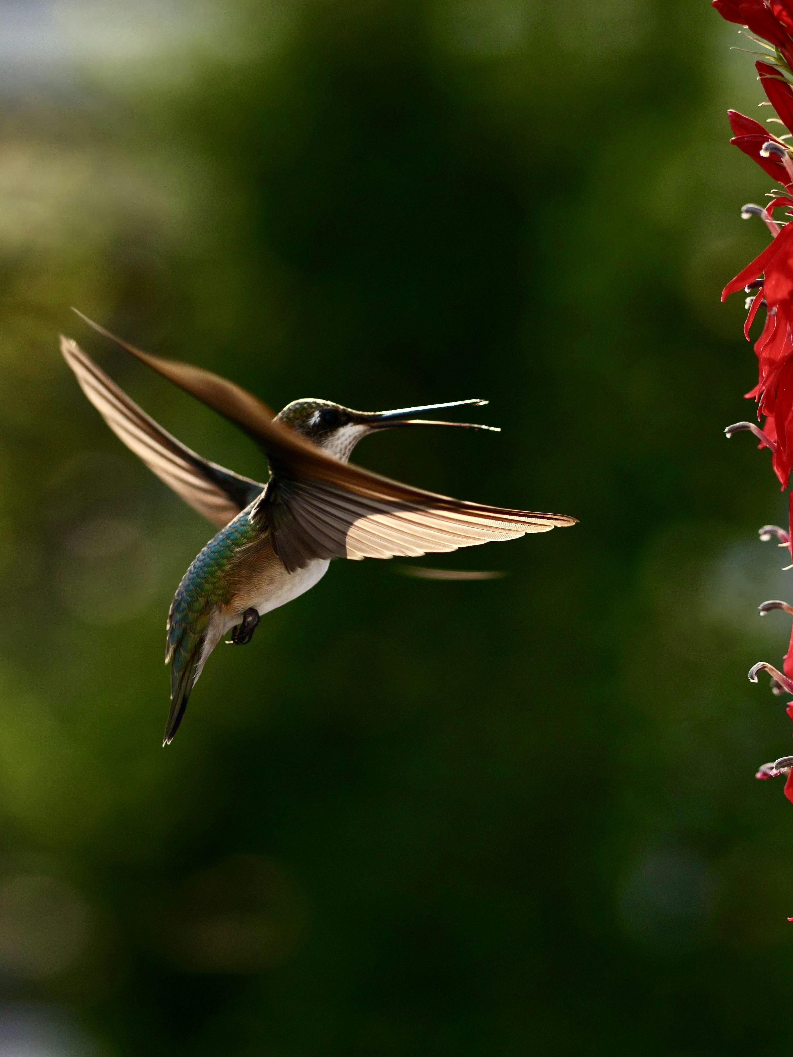 Hummingbird in mid-hustle: a sunlit hover beside crimson florets