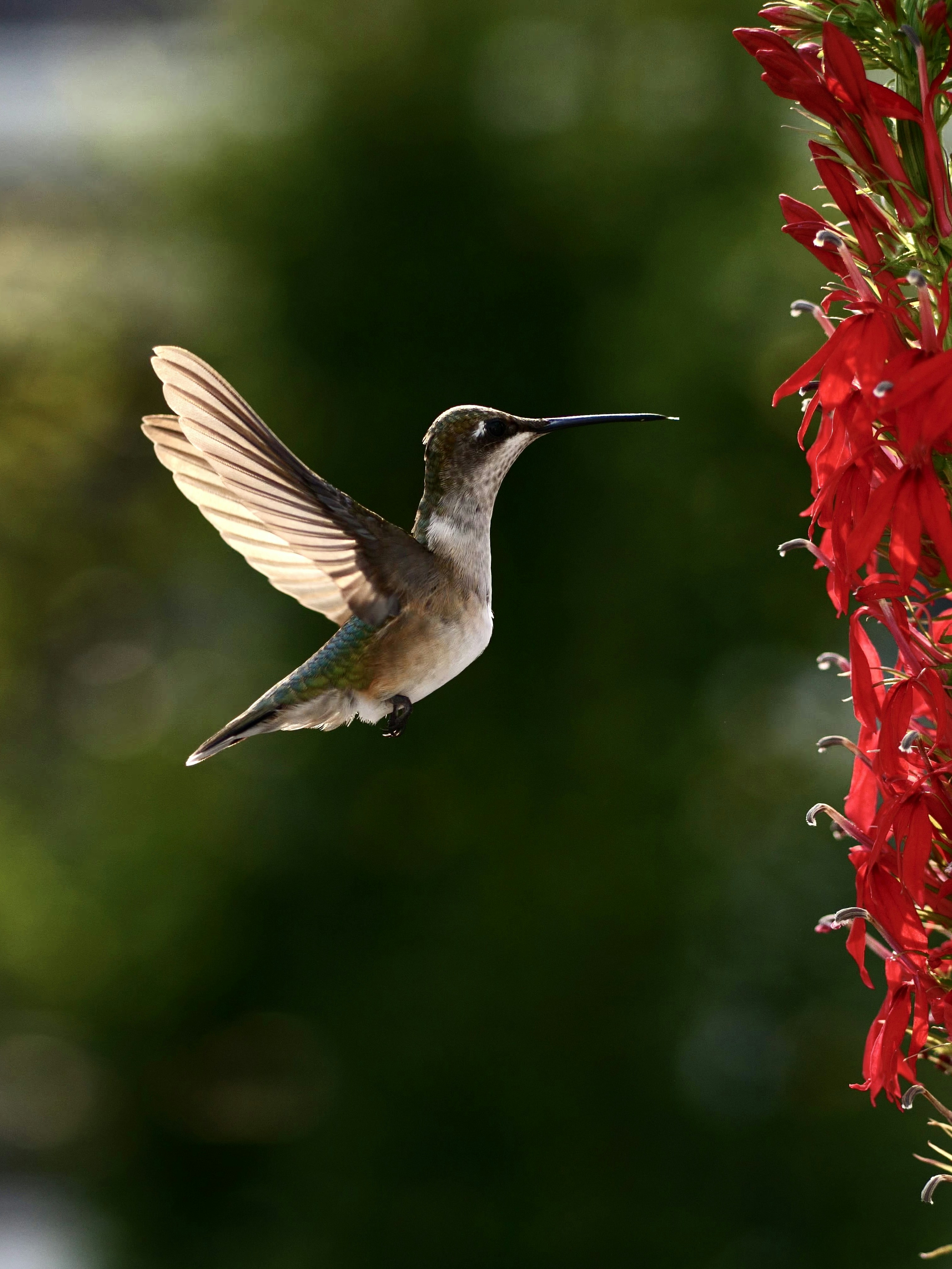 Hummingbird in Flight by Red Blooms