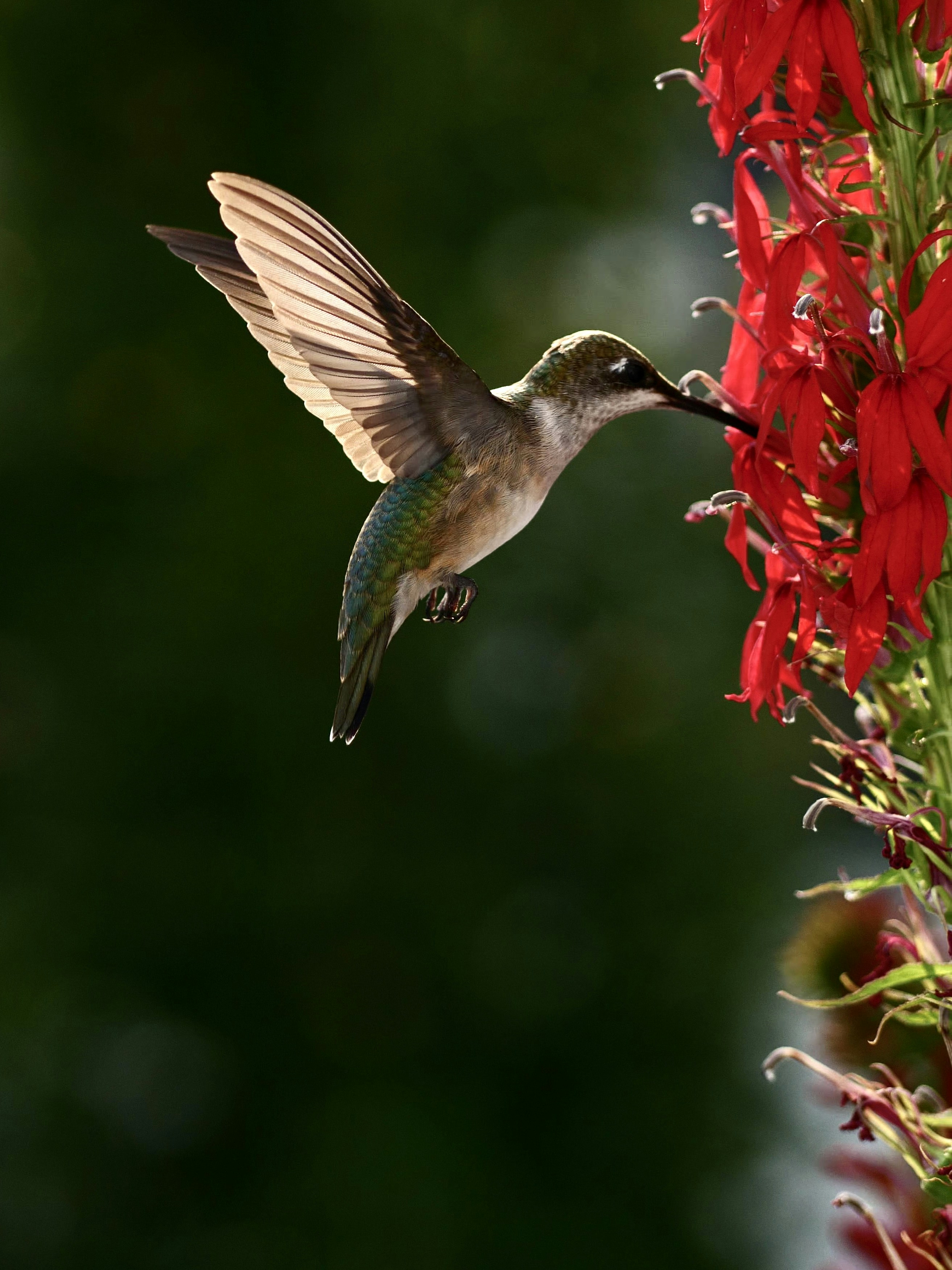 Nib of Nectar: Hummingbird in Citrus-Red Bloom