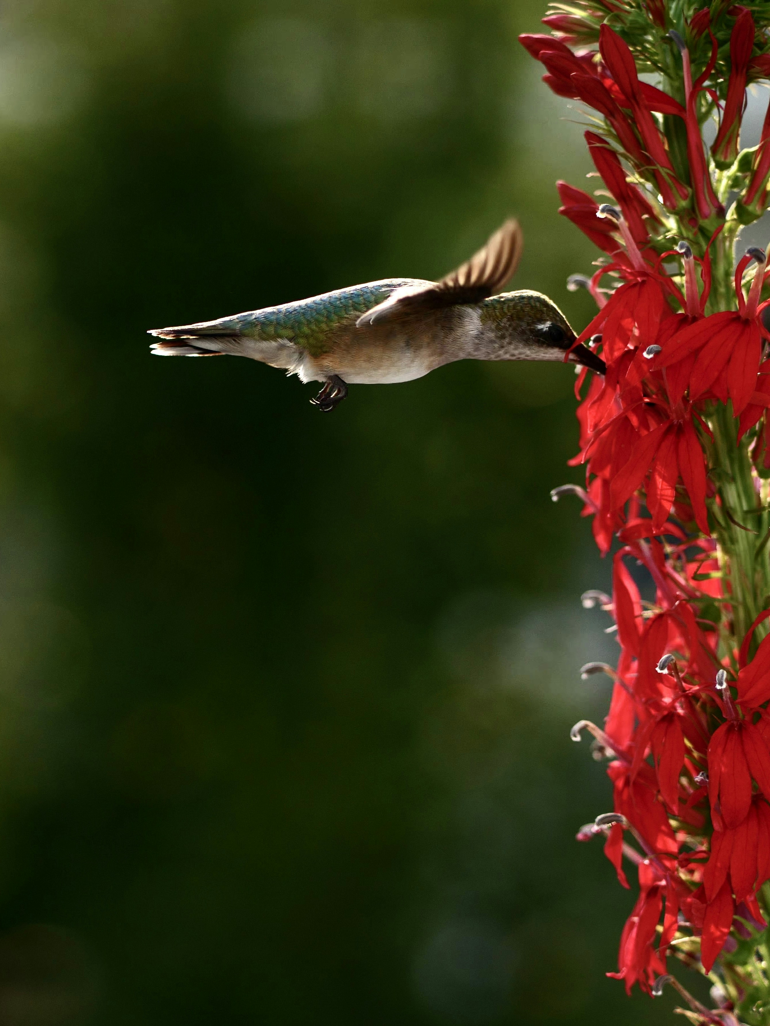 Hummingbird in Flight: Nectar Encounter with Crimson Blooms