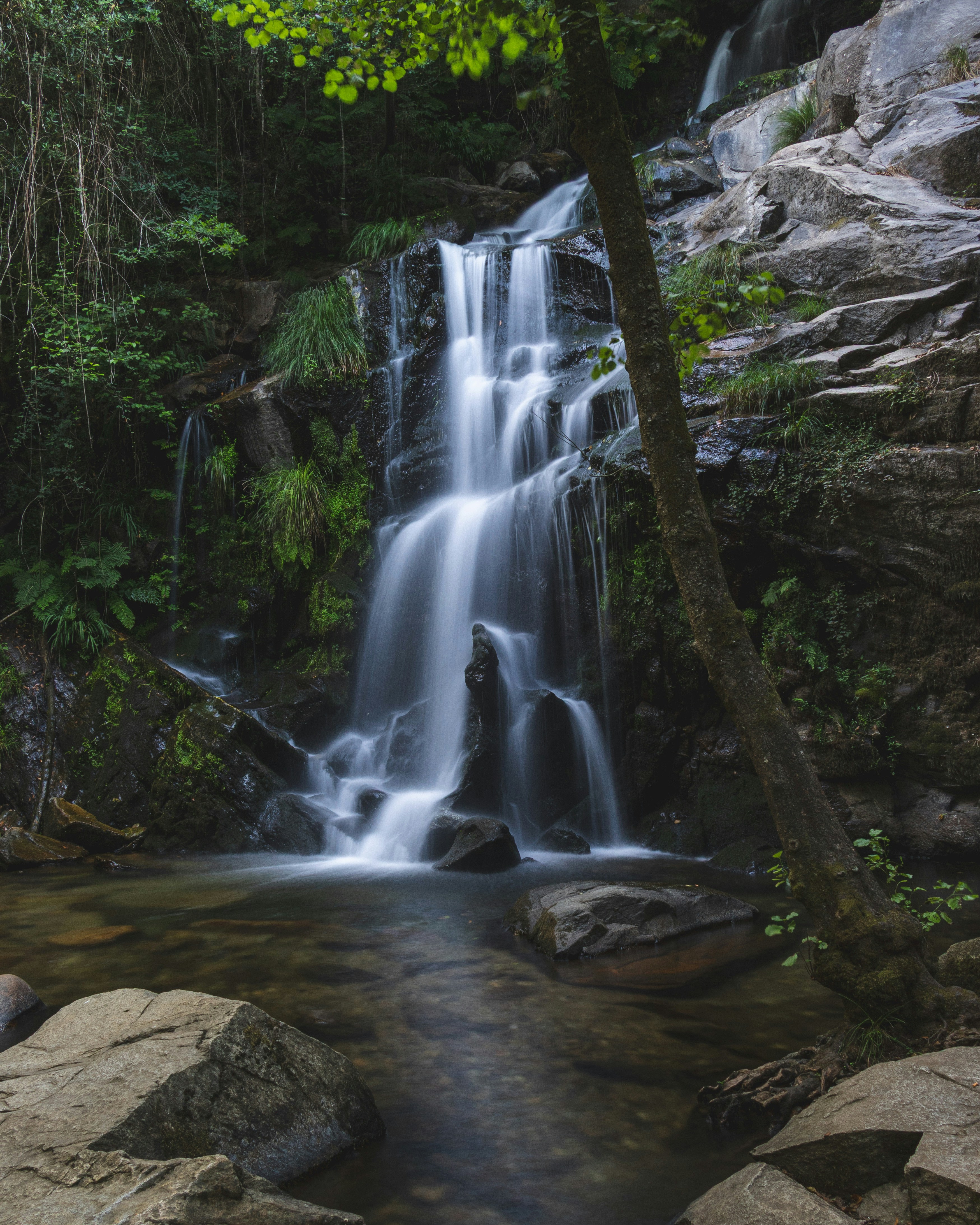 Whispering Cascade in a Greenwood Hollow