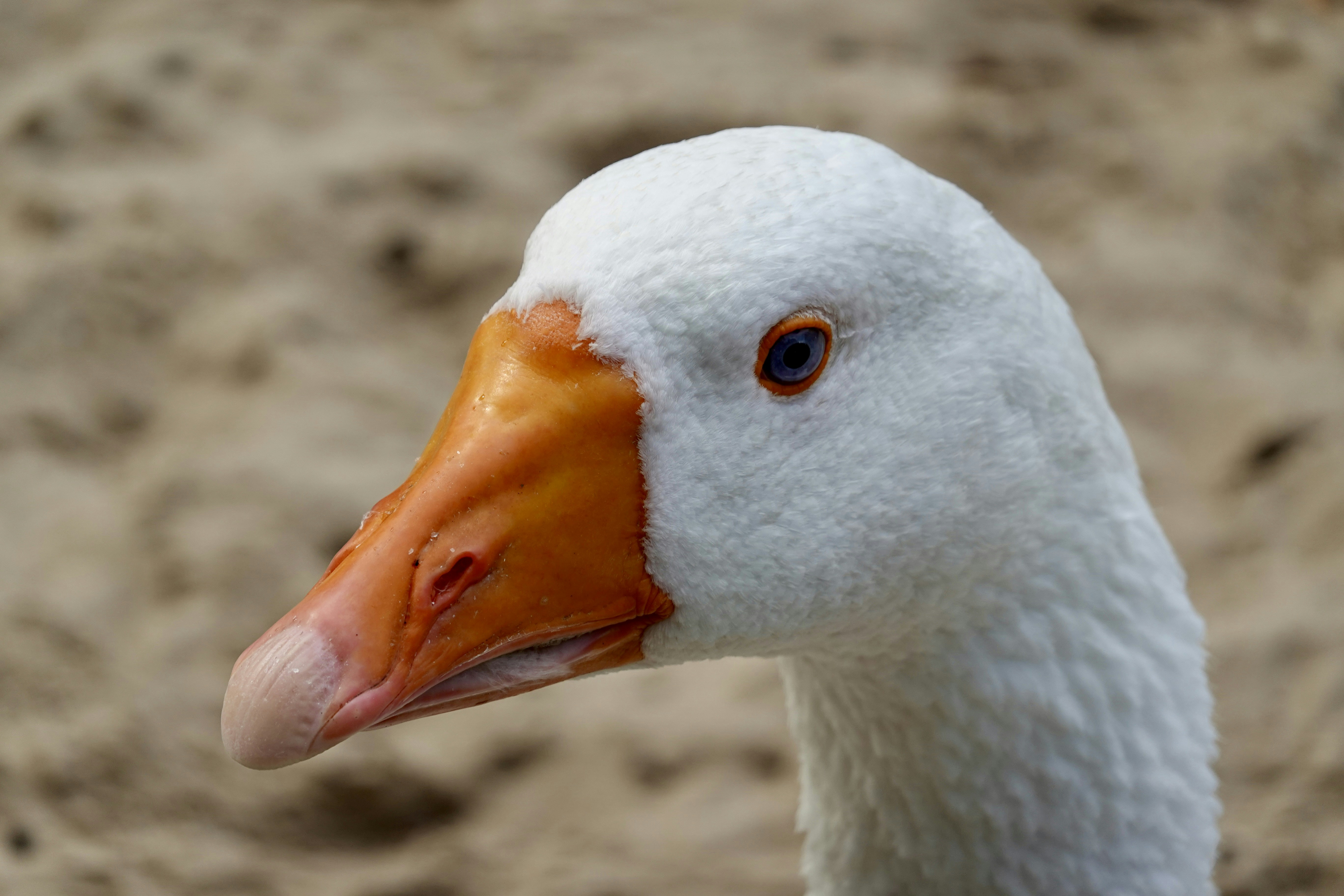 Close-up of a white goose's head with orange beak, shallow background and sharp eye, highlighting texture and color.